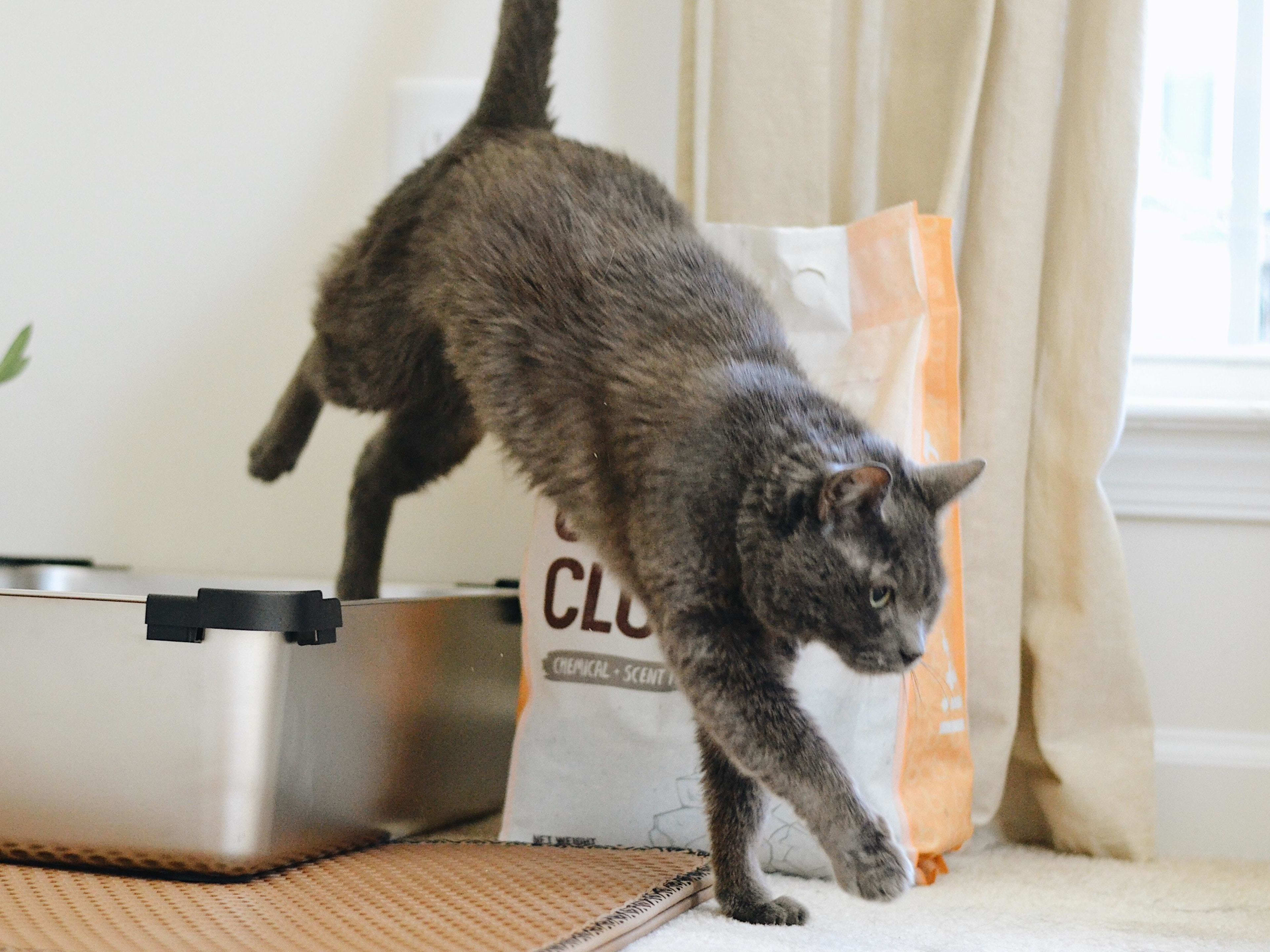 Male Cat UTI Symptoms and Treatment (Plus Preventive Tips) - PetHelpful