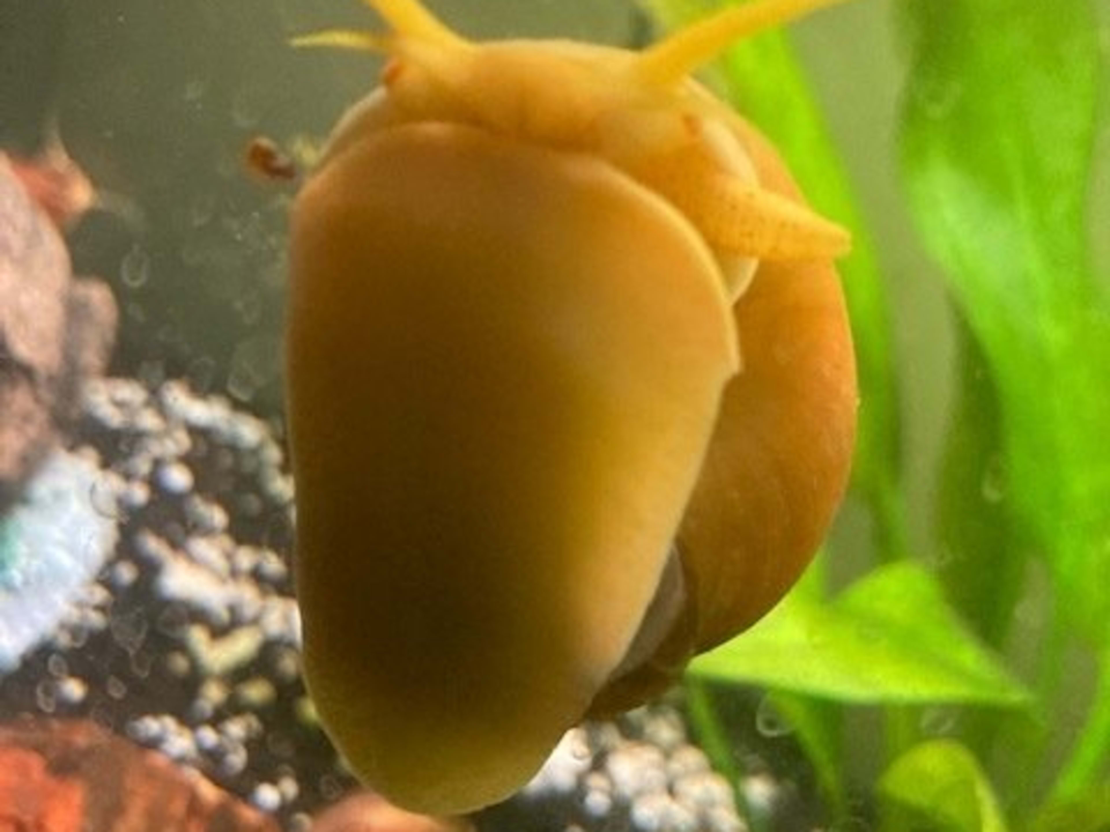 Tips on Keeping Mystery Snail Shells Healthy