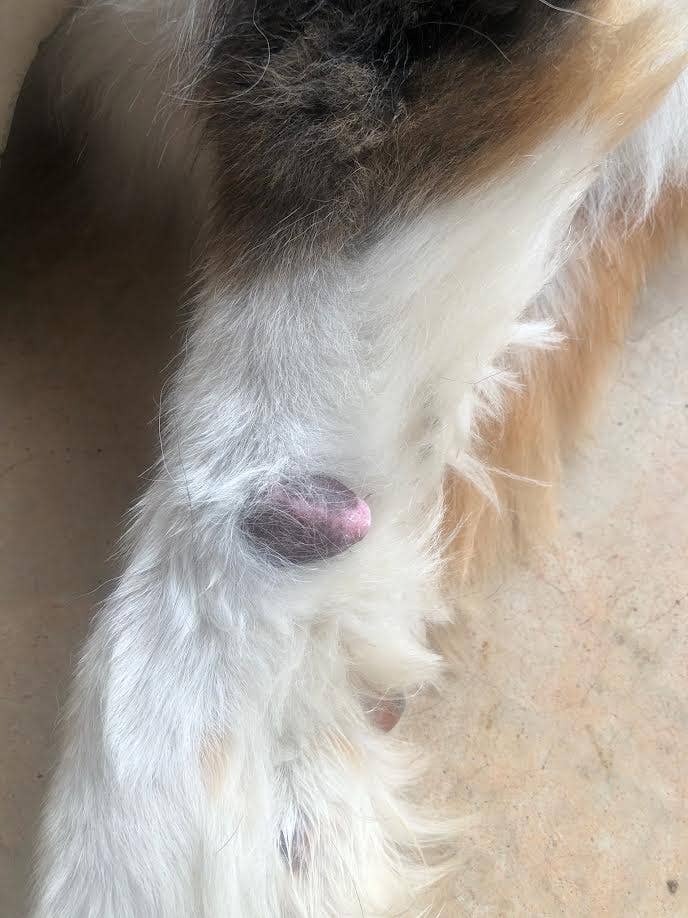 Small Lump On My Dogs Back Leg Infoupdate Small Lump On My Dogs Back Leg Infoupdate