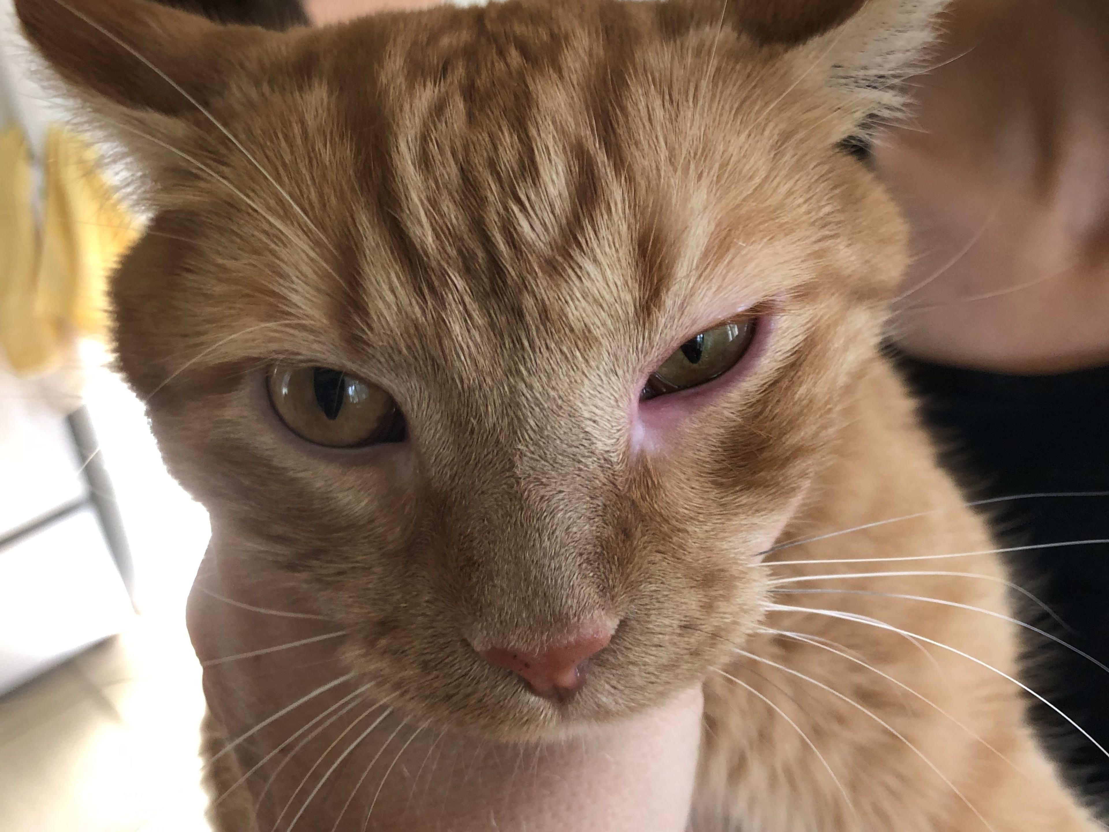 Red Itchy Rash On Eyelids And Under Eyes Cat - Infoupdate.org
