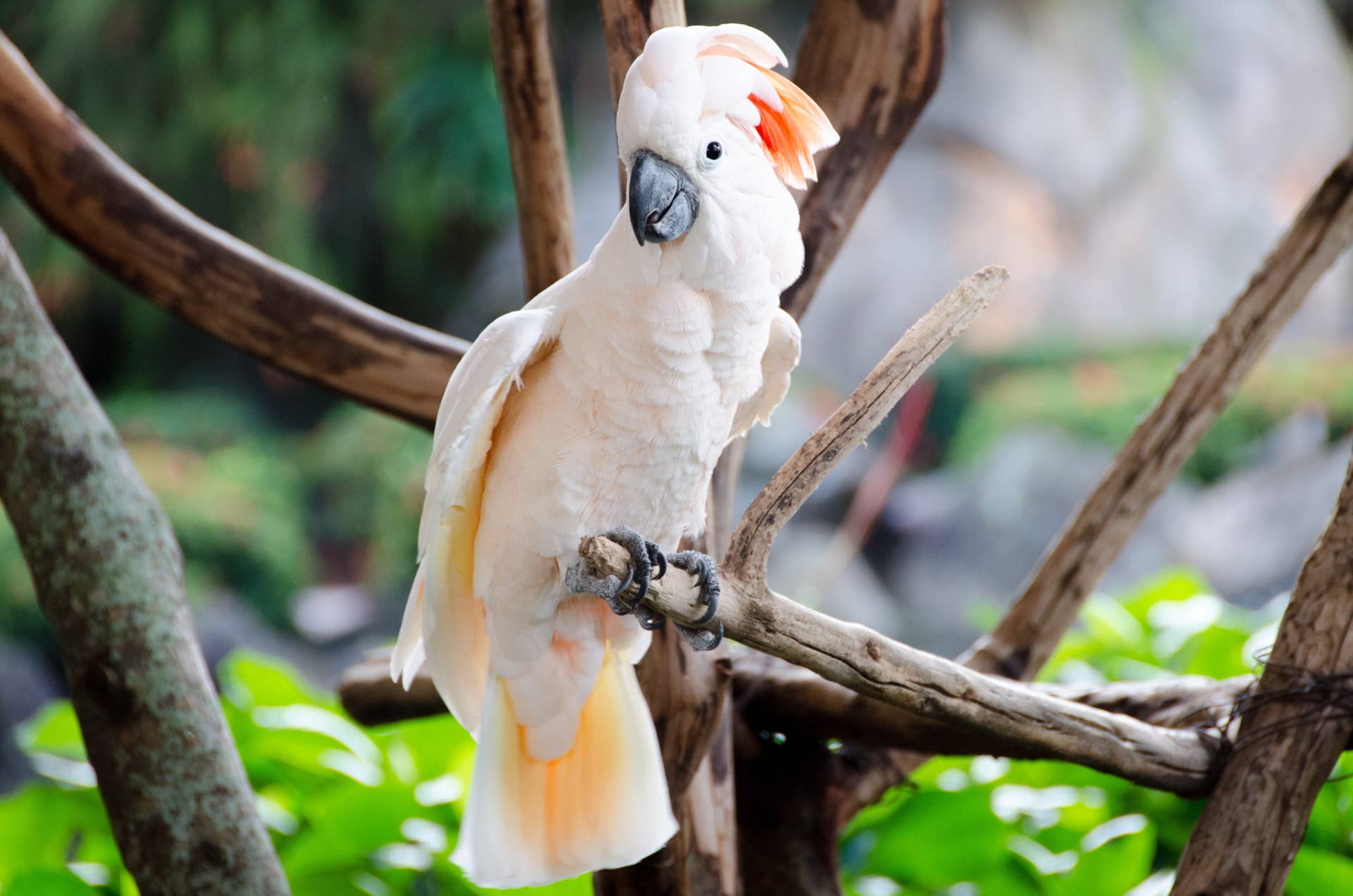 Cute Cockatoo Wears a Fancy Bonnet and Dress Like Holly Hobbie - PetHelpful