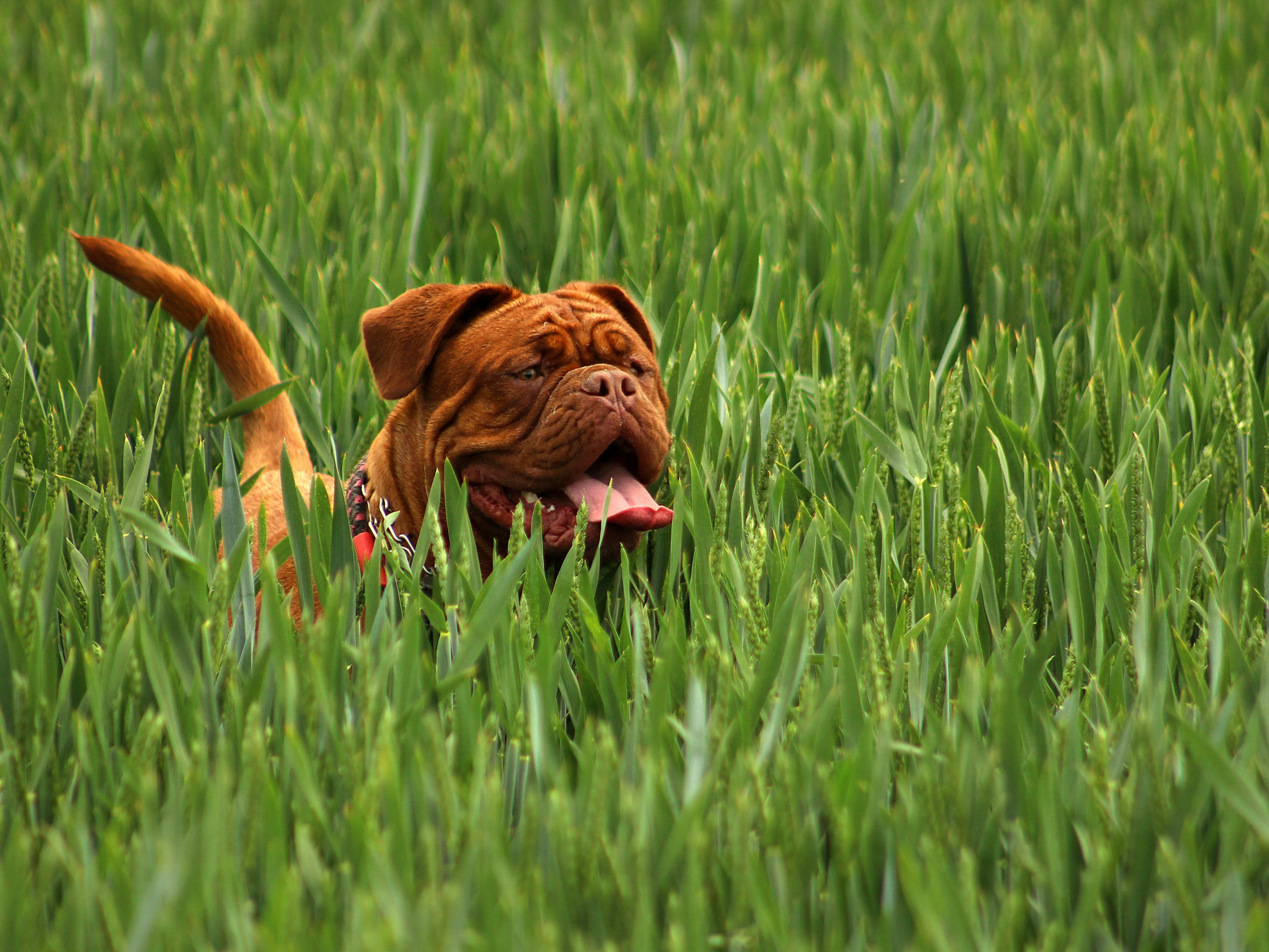 Dogue De Bordeaux