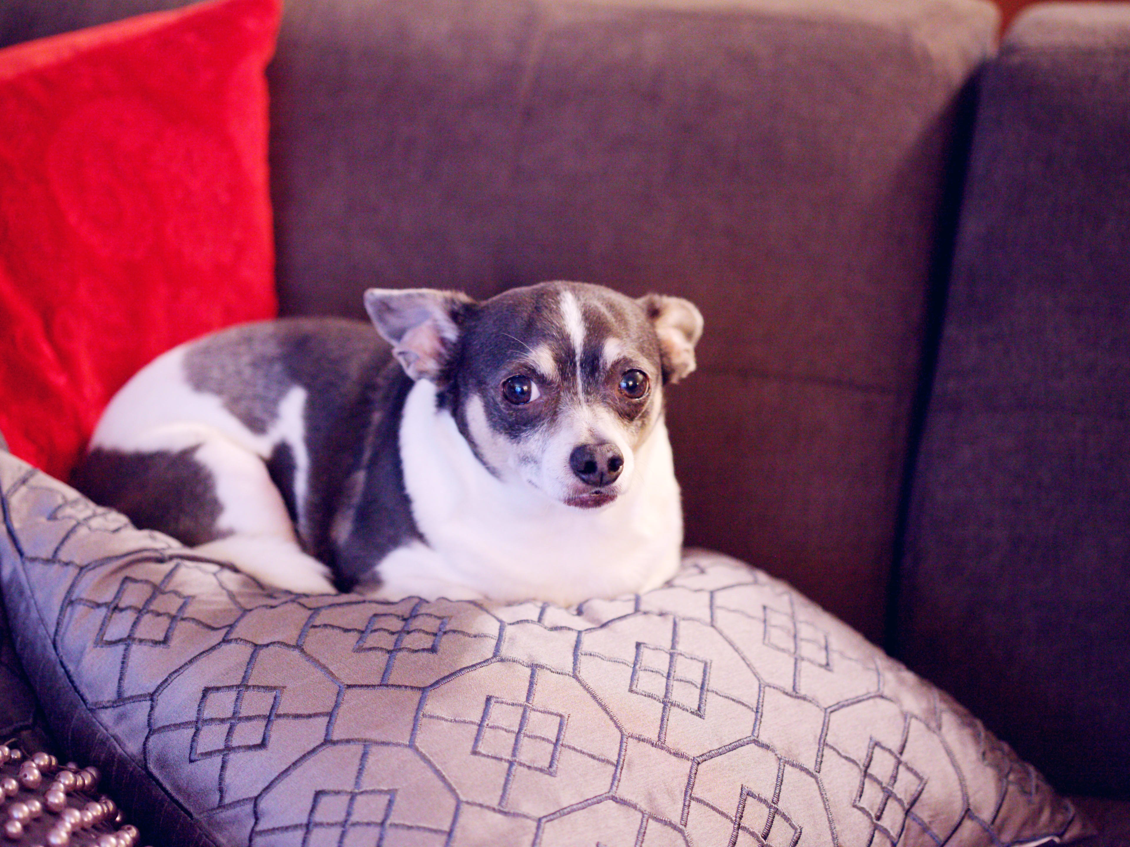 Trilostane for Dogs and Cats: Uses, Side Effects, and Dosage - PetHelpful