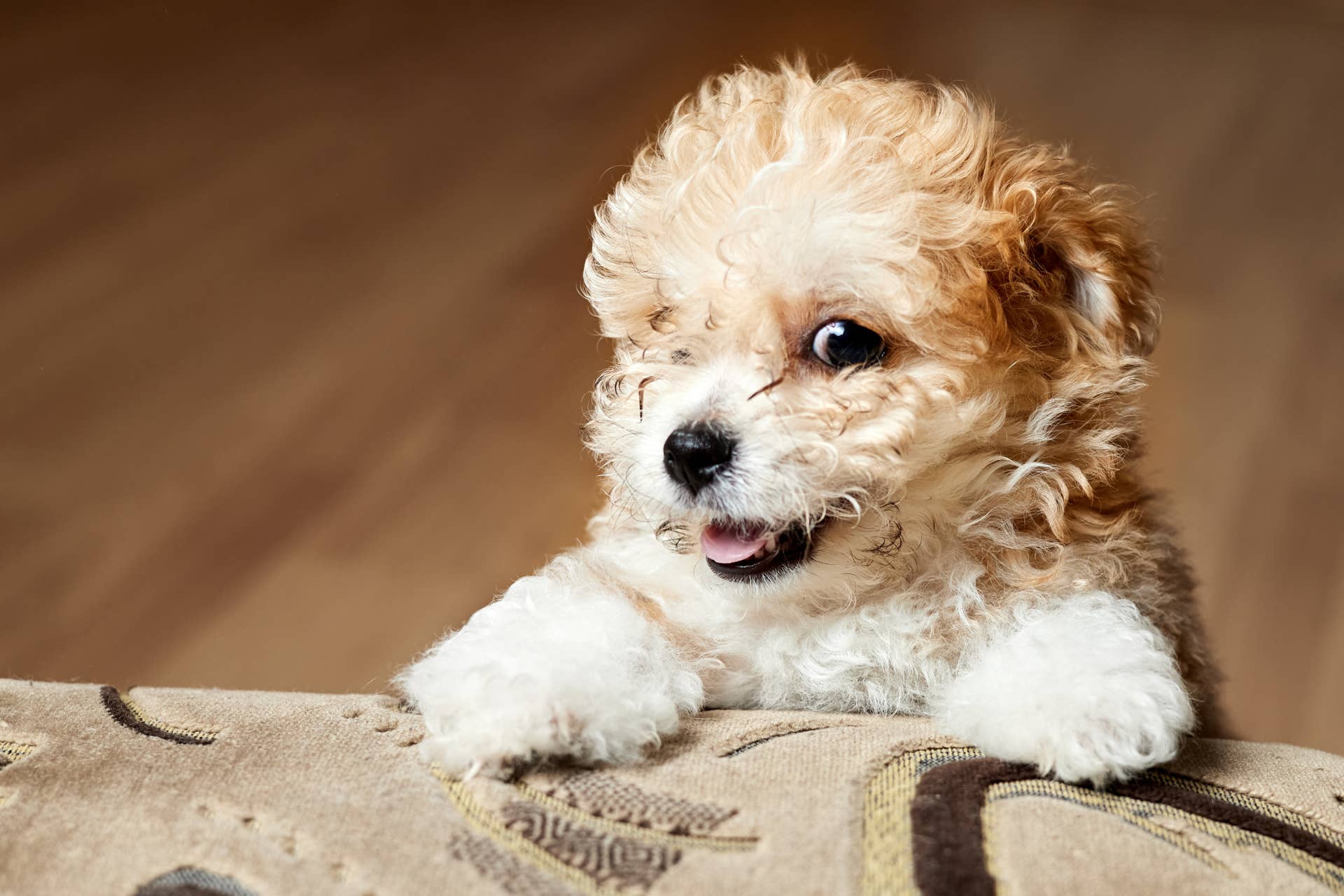 Precious Maltipoo Refusing to Go Down Slide at Dog Park Is Just Like a ...