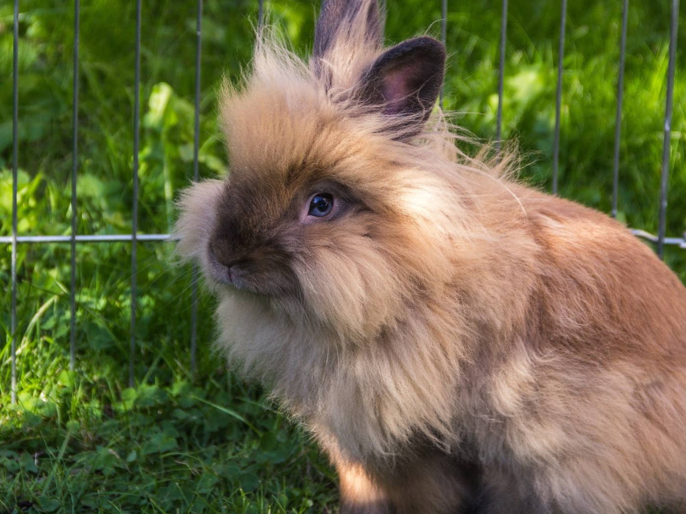 Baby Lionhead Rabbit