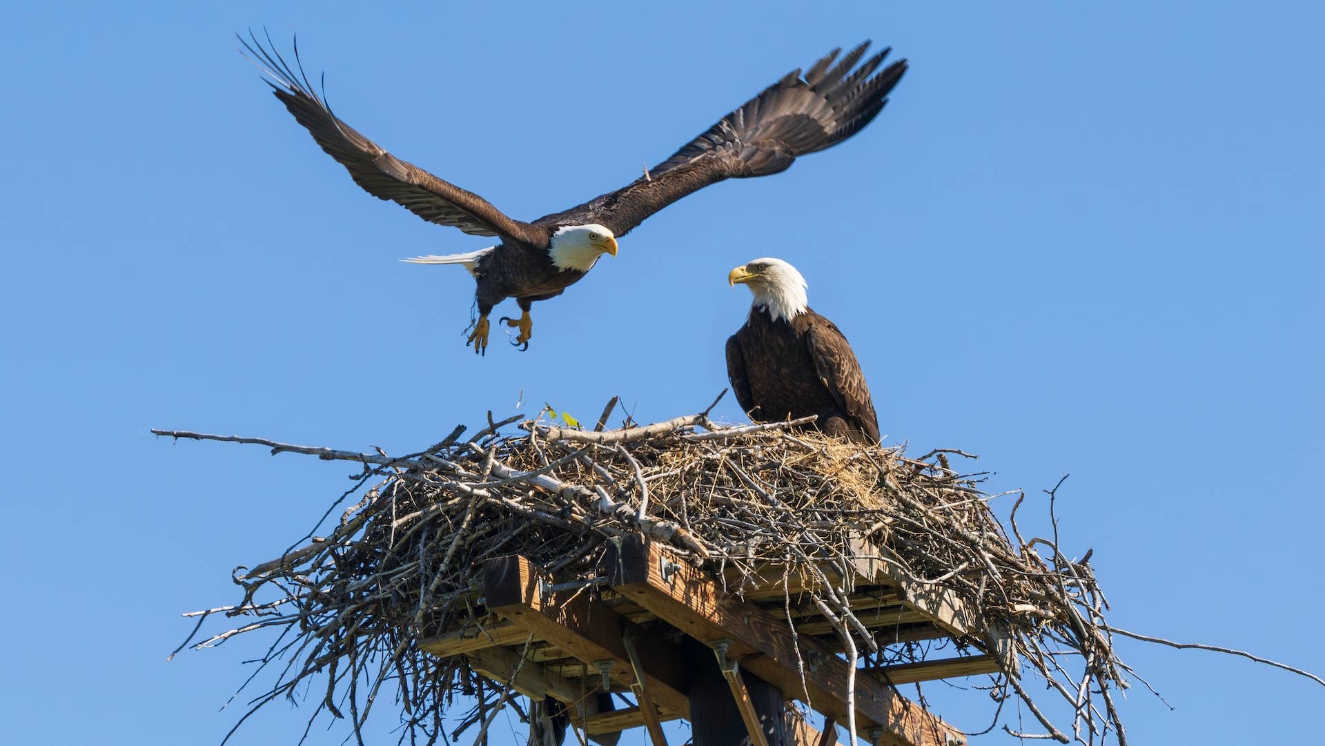 Bald Eagle