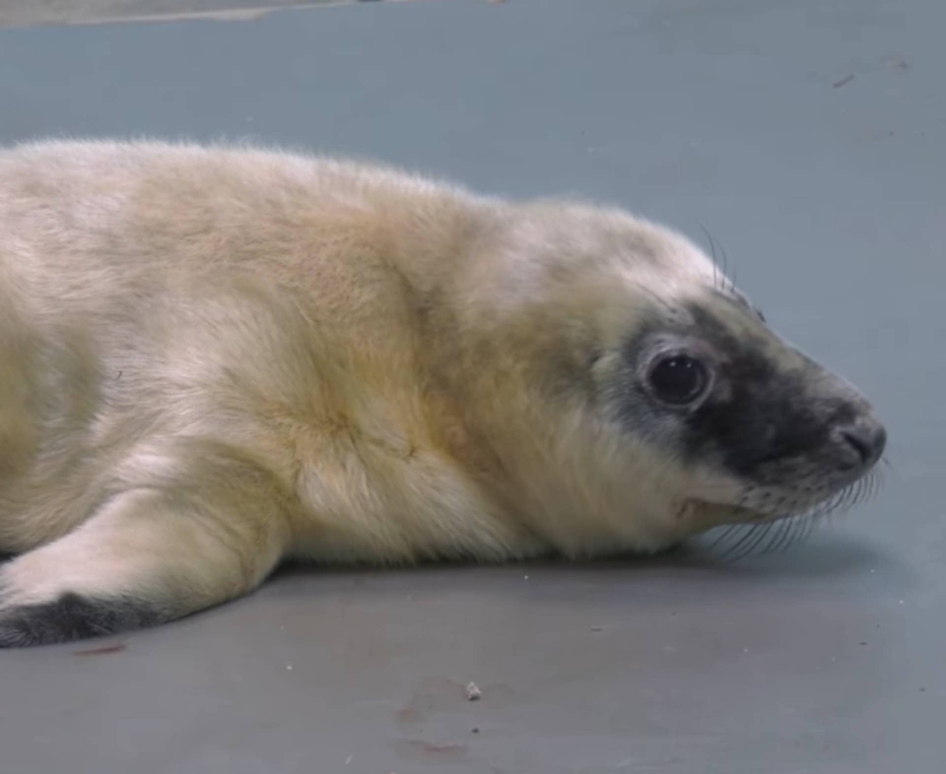 Seals