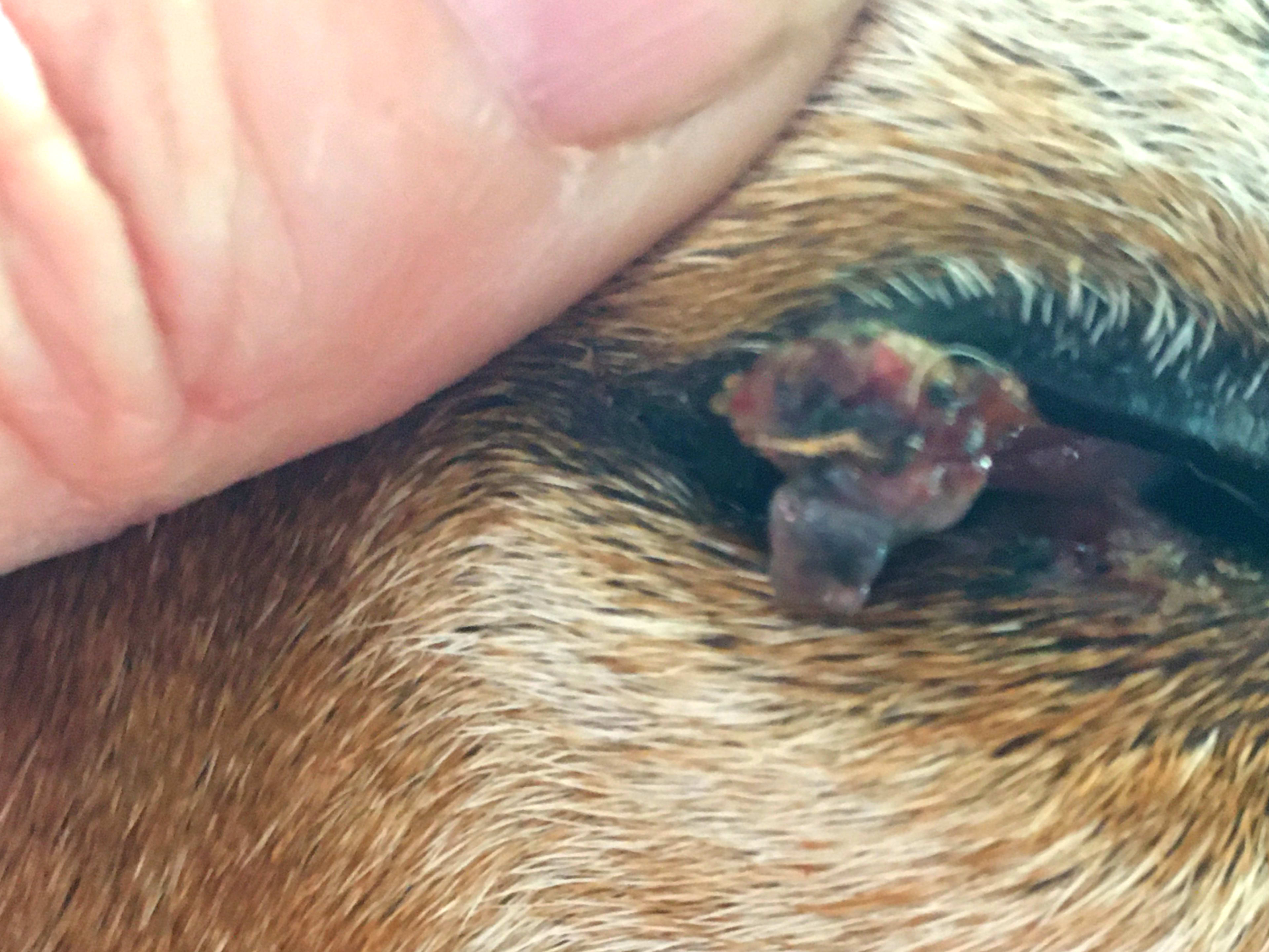 Meibomian Gland Dog Eyelid Tumor Bleeding Procedure Video - Infoupdate.org