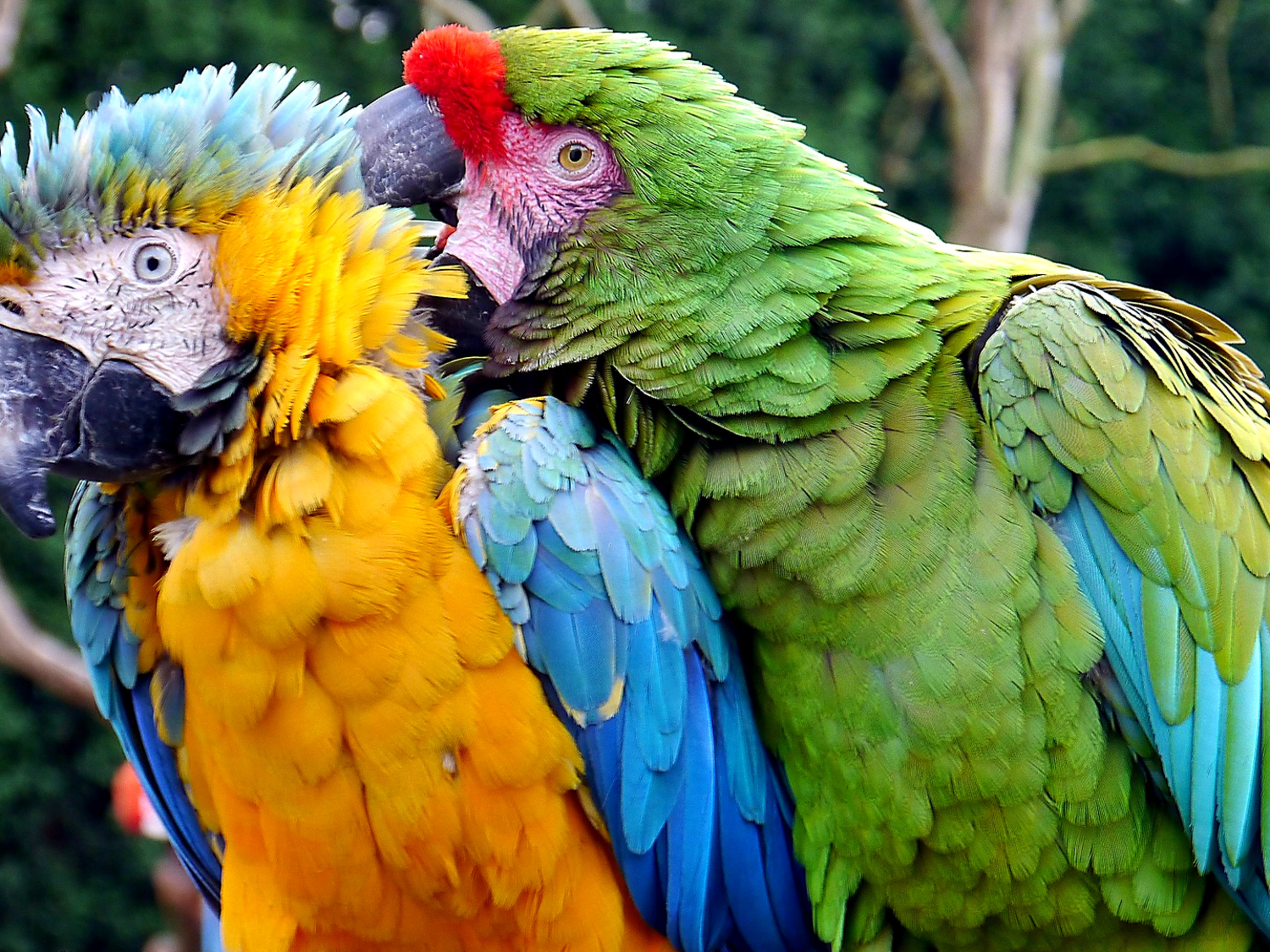 Can I Get Bird Mites From My Macaws?