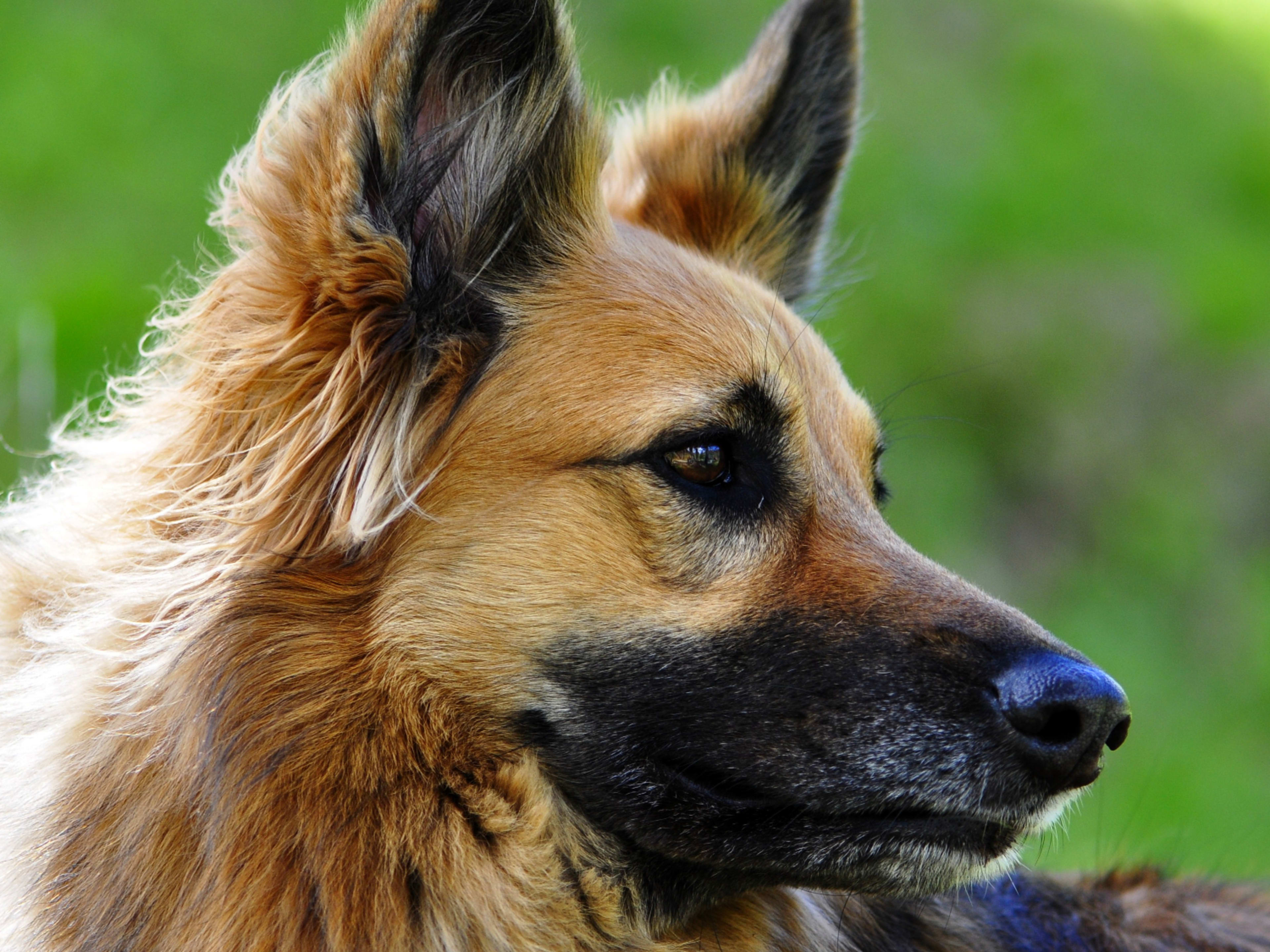 Dosing and Using Ivermectin to Treat My Dog's Cancer (Current Research ...