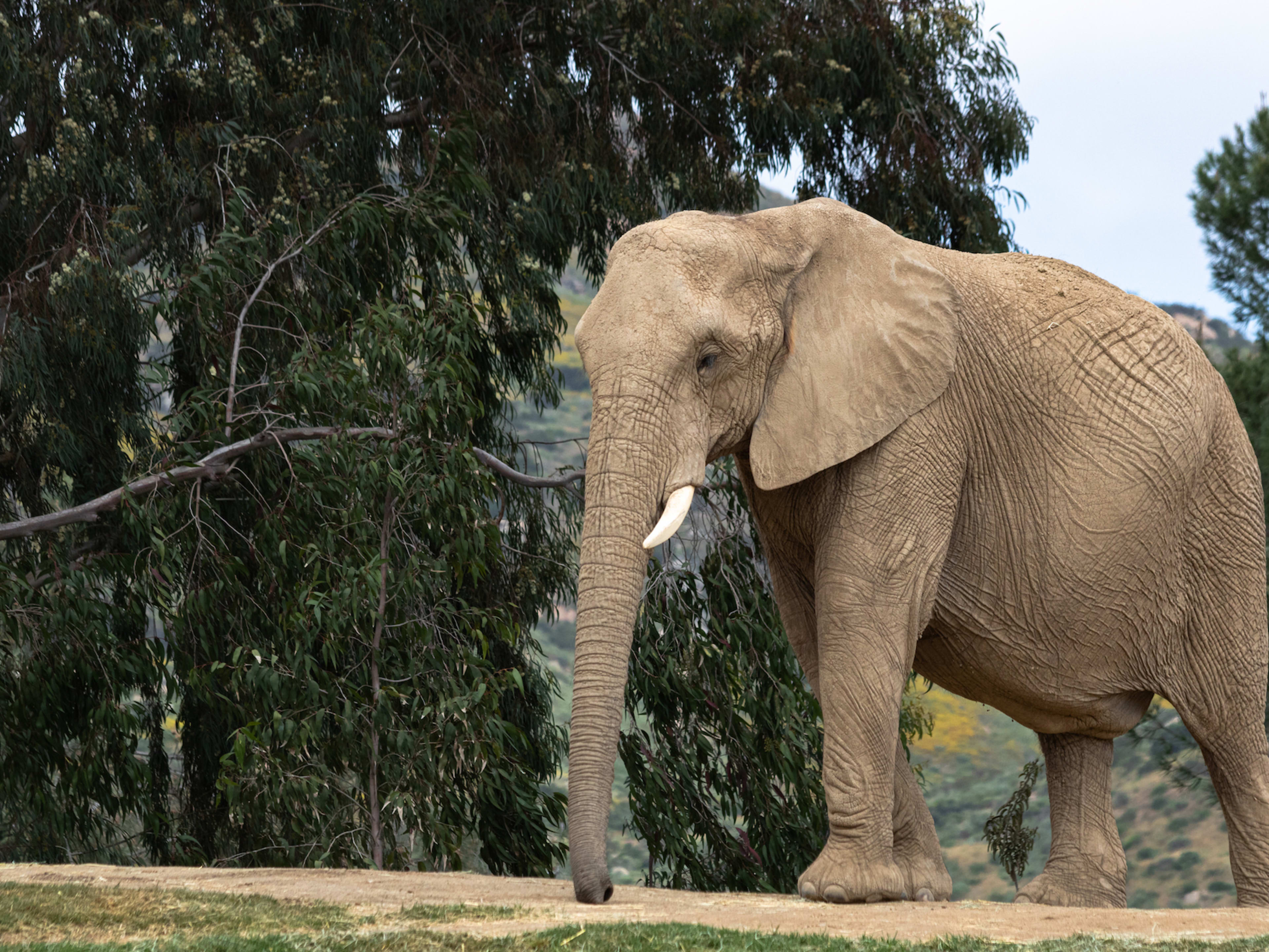 Elephant Saves Antelope from Drowning and Reminds People That Heroes ...
