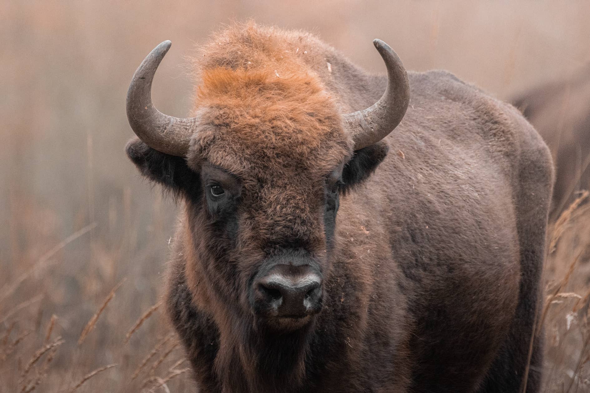 Massive Bison’s ‘Wild’ Hairdo Even Impressed a Wildlife Photographer ...