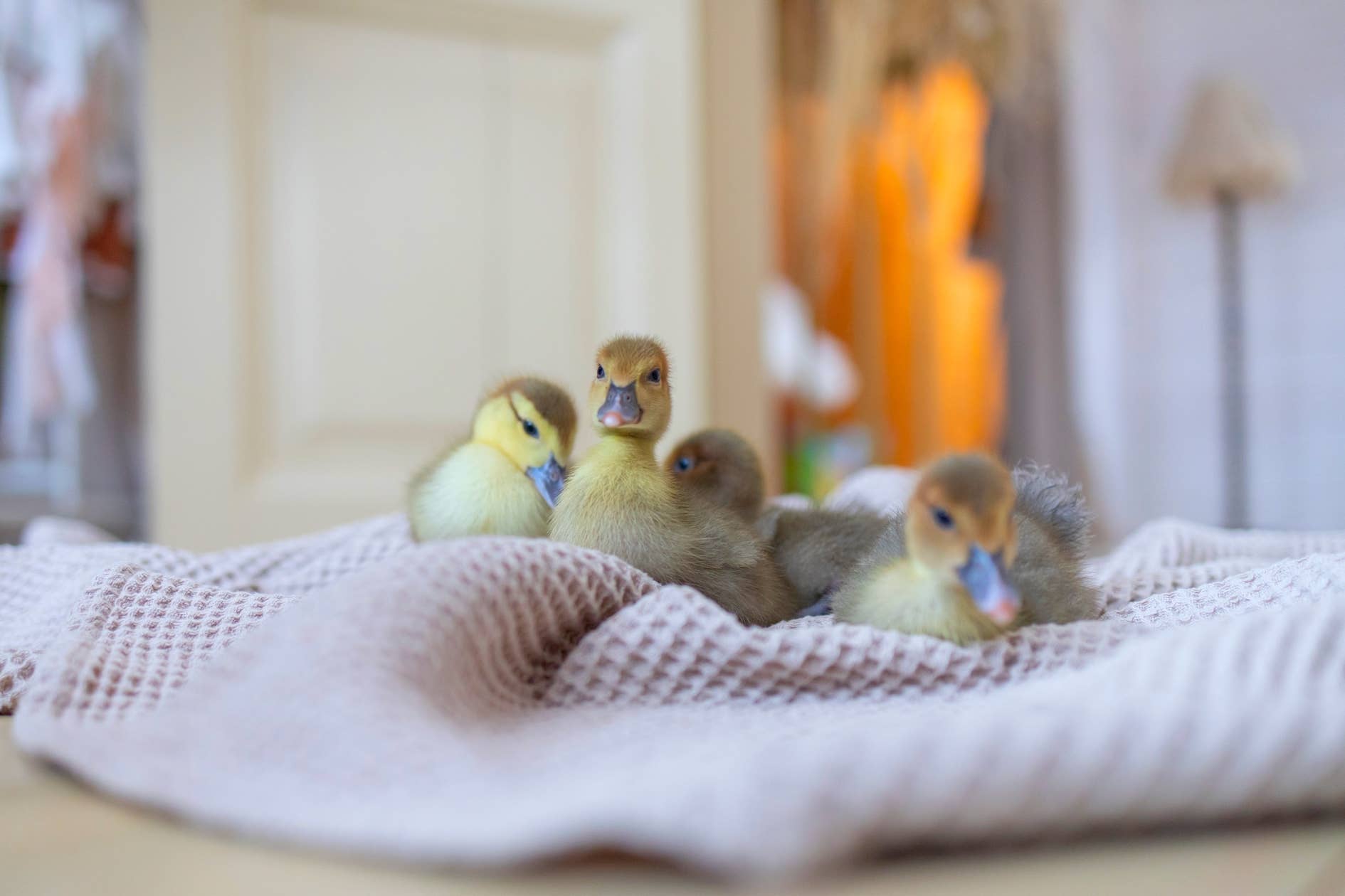 Ducklings