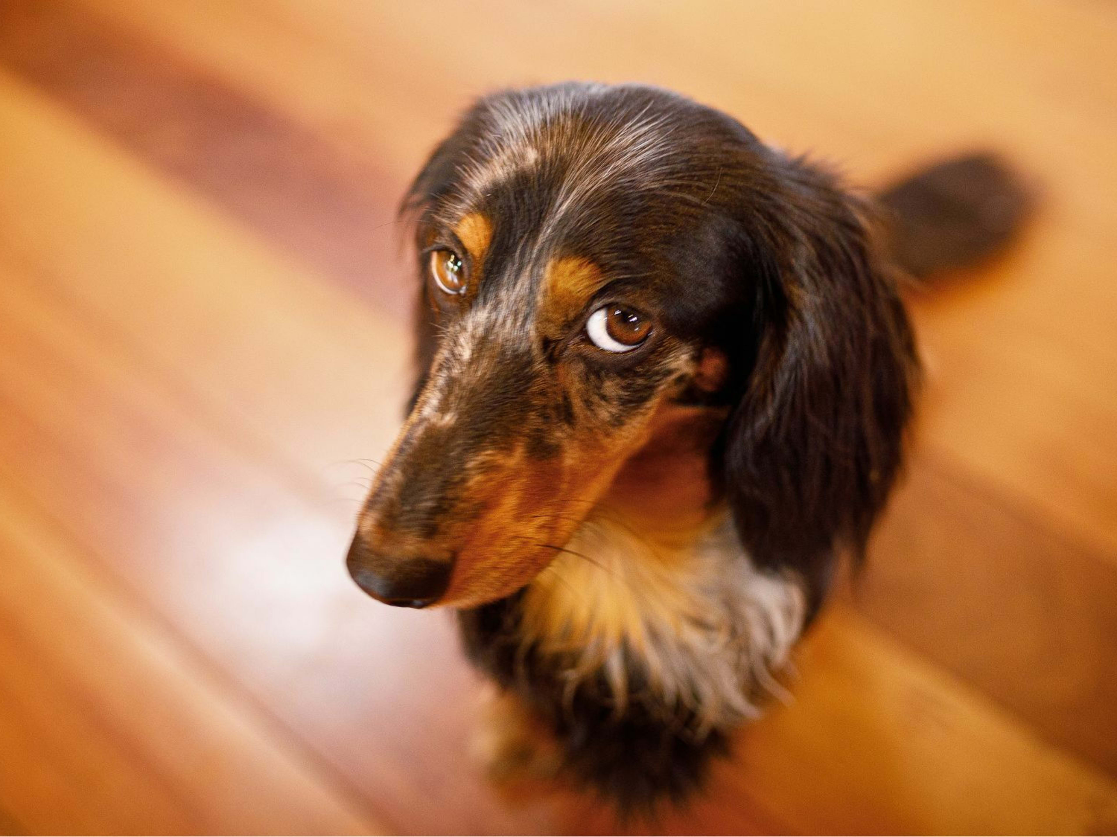 Why Your Dog Has Started Pooping in the House & How to Stop It - PetHelpful