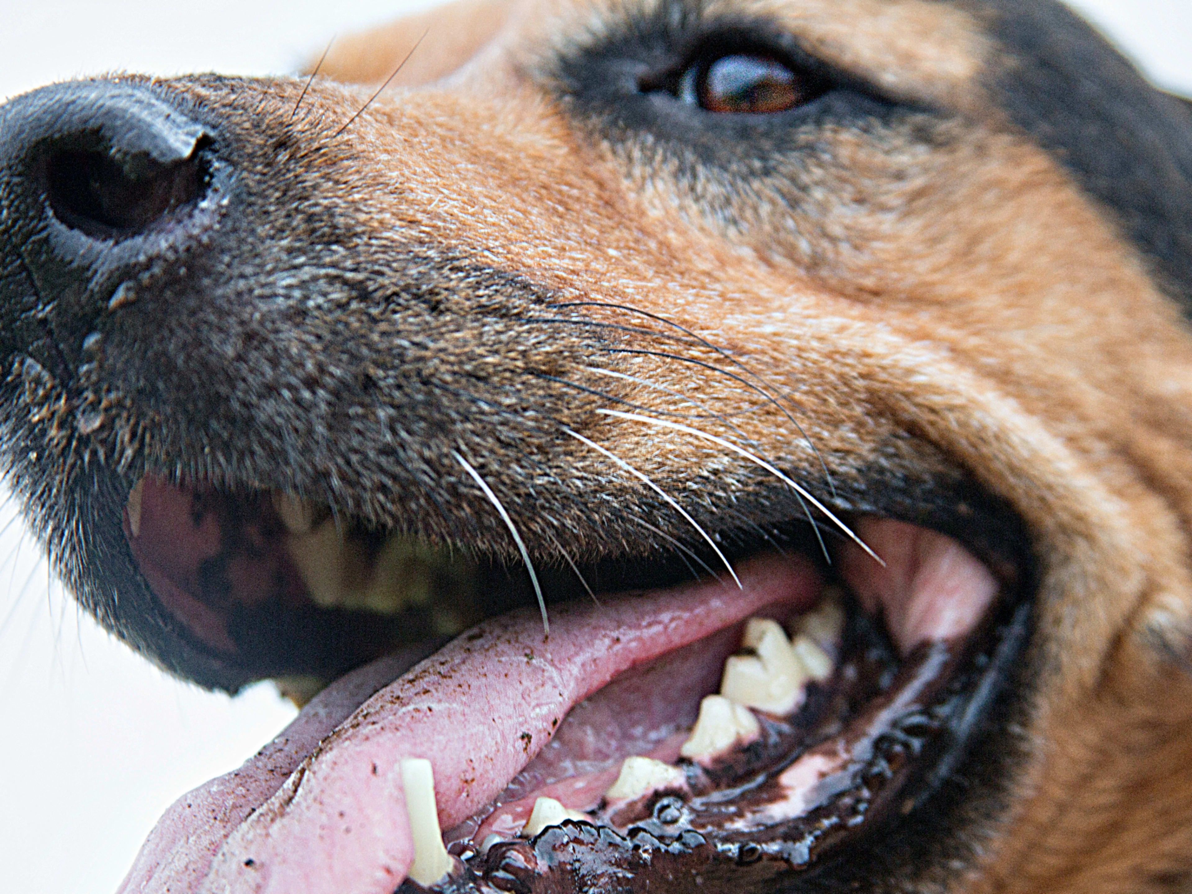What Does a Sick Dog Smell Like? 14 Odors That Indicate Illness ...