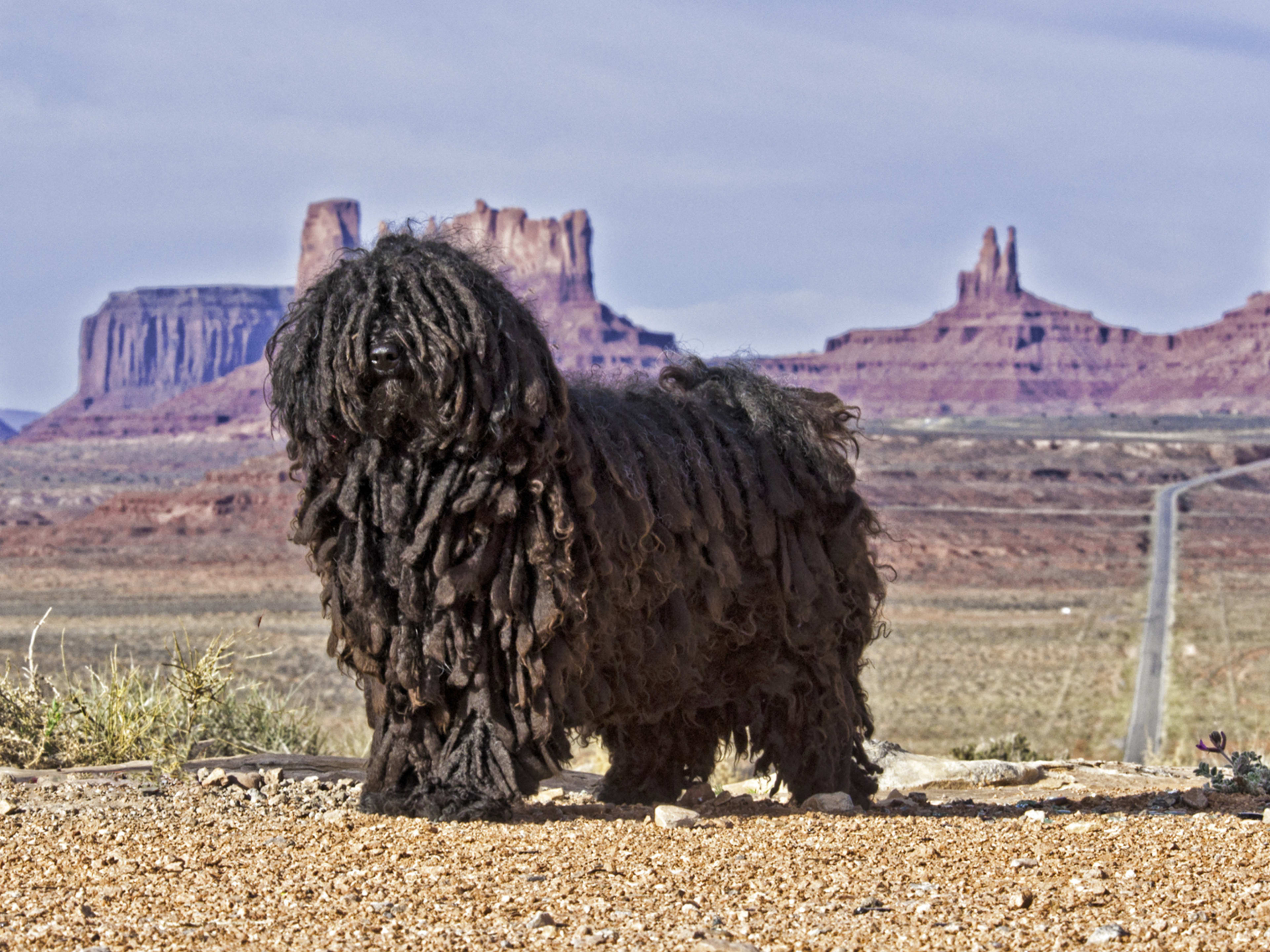 10 Awesome Guard Dog Breeds That Do Not Shed Much