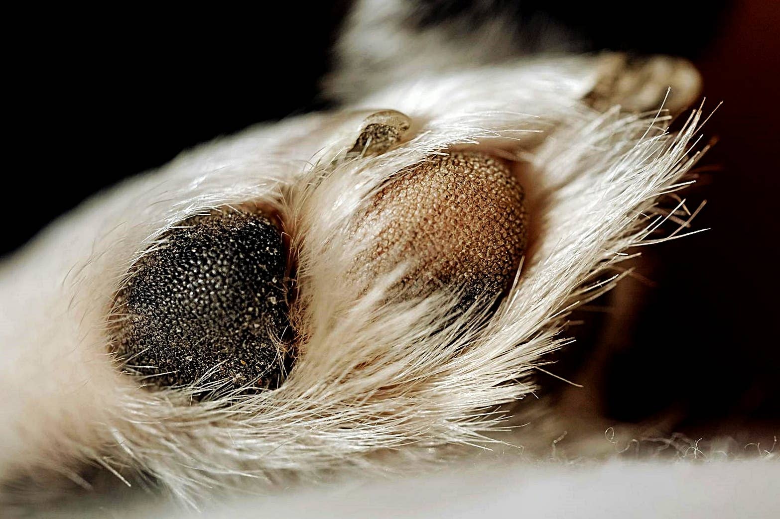 Black Dog Paw PawzDogBoots