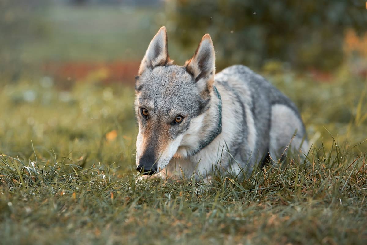 Wolf Dogs