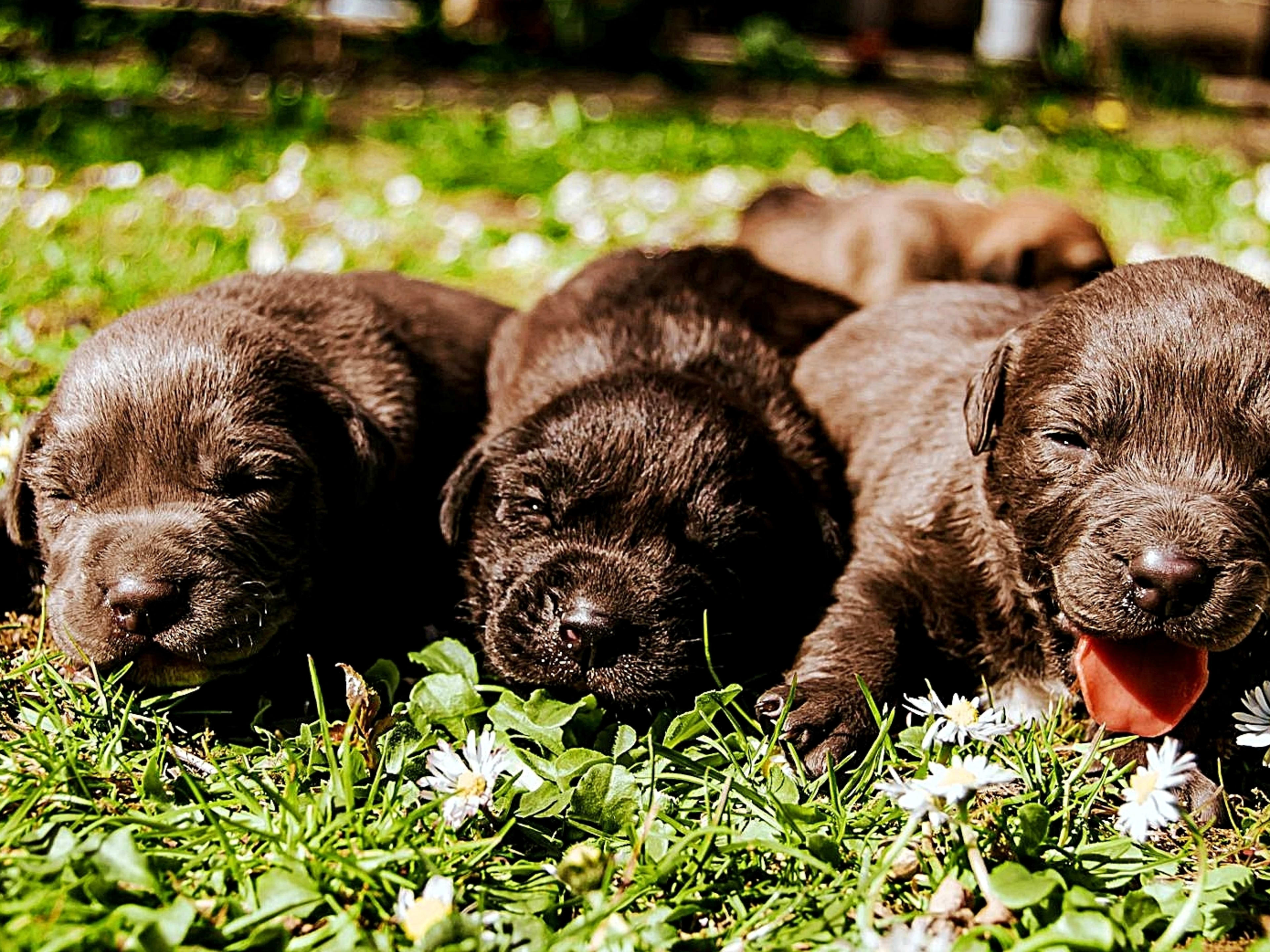 Interesting Facts and Myths About the Runt of the Litter