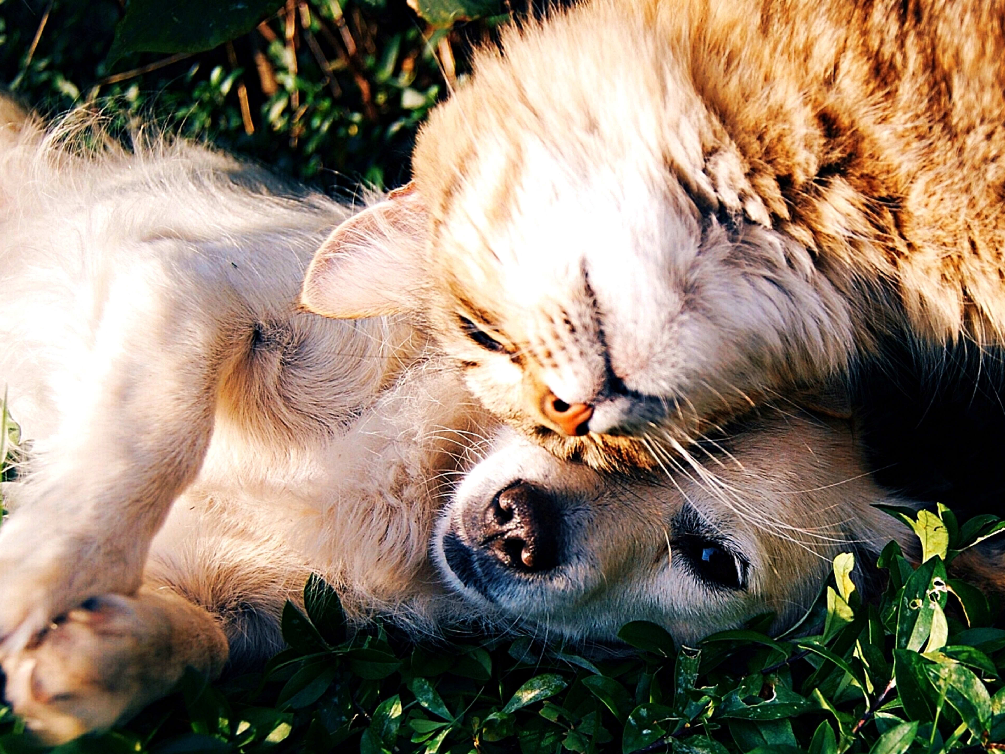 10 Most Common Pets in the U.S.