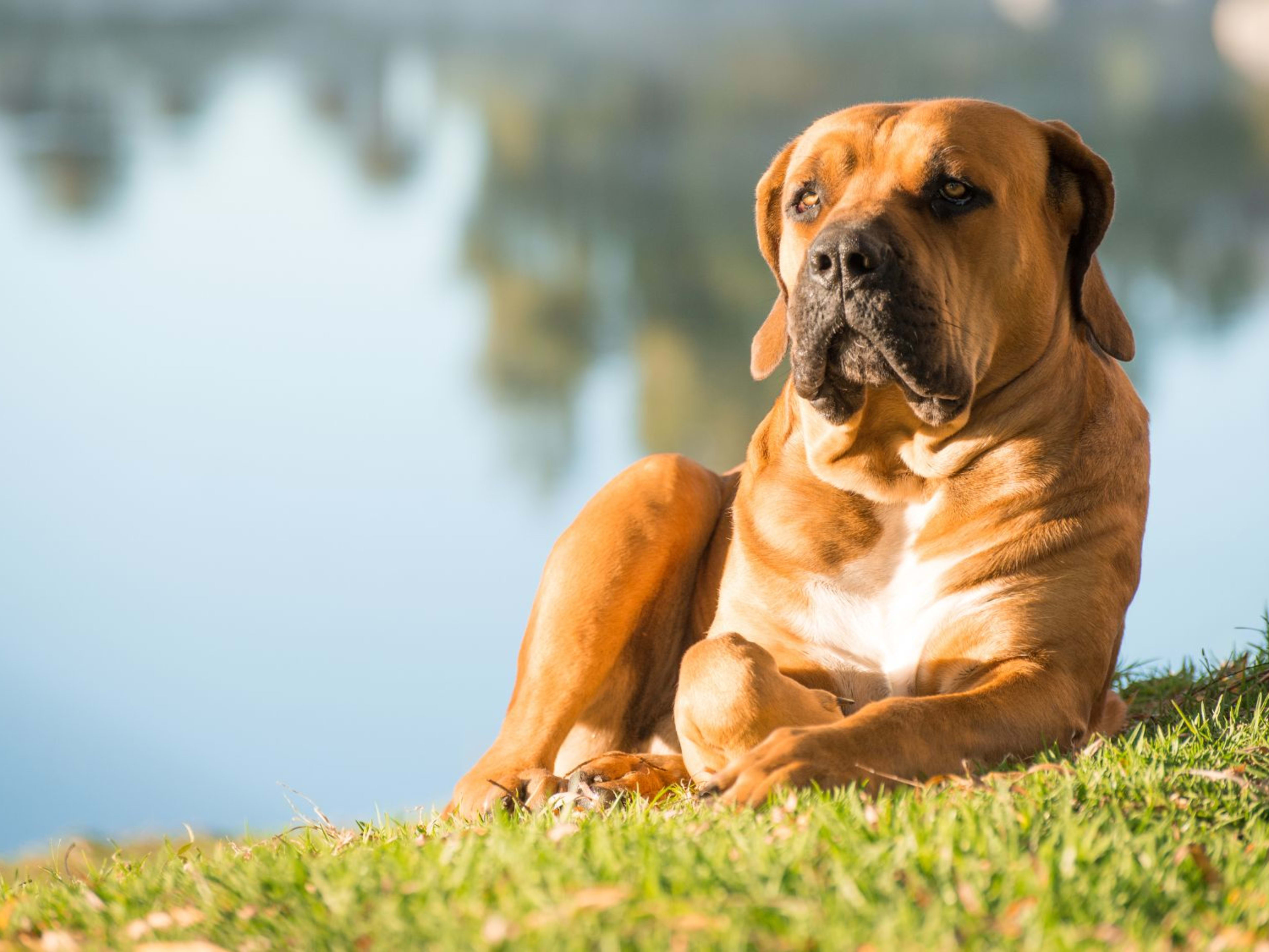 South African Mastiff