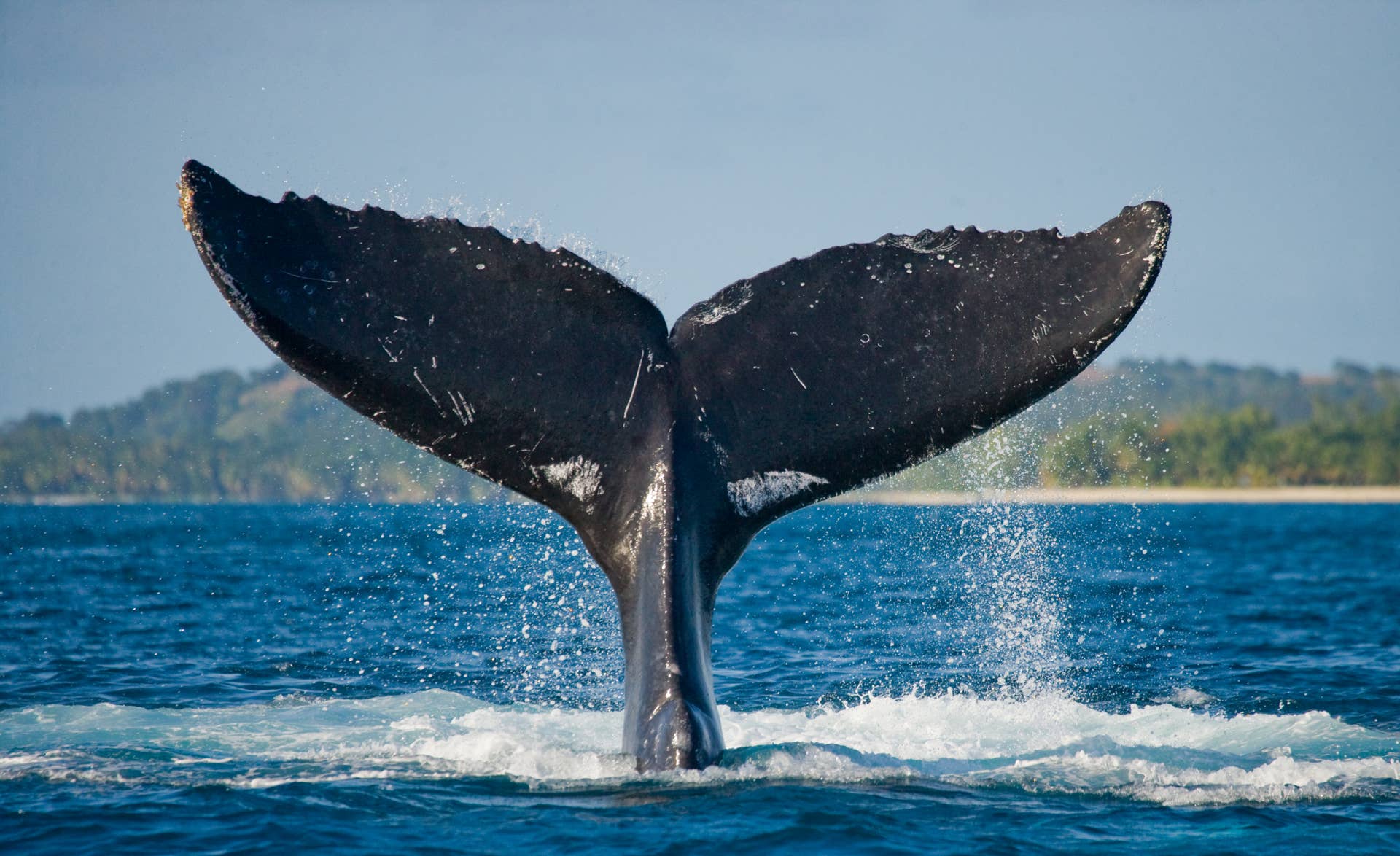 Whales
