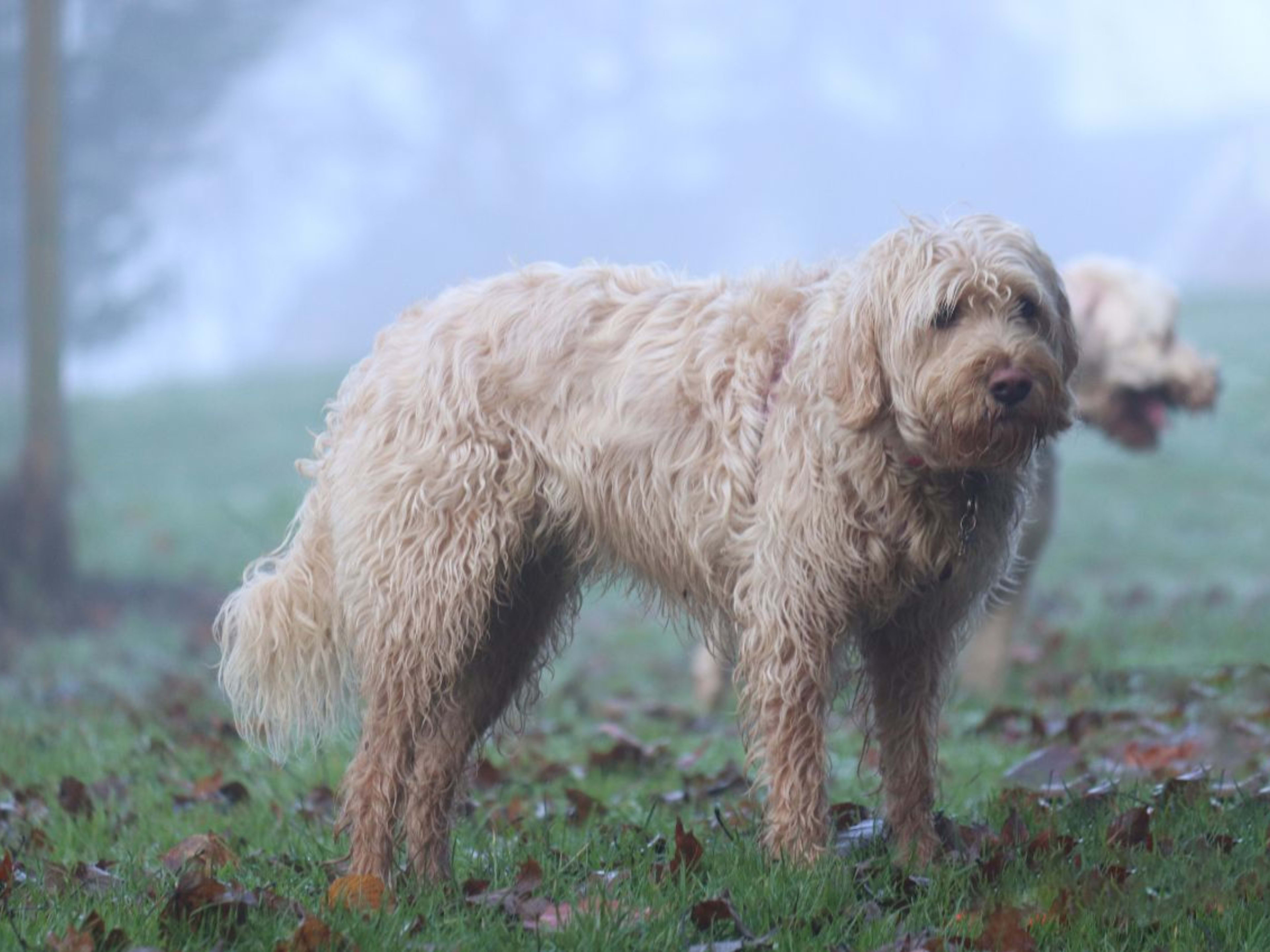 Uncovering the Otterhound: A Comprehensive Guide to This Unique Breed ...