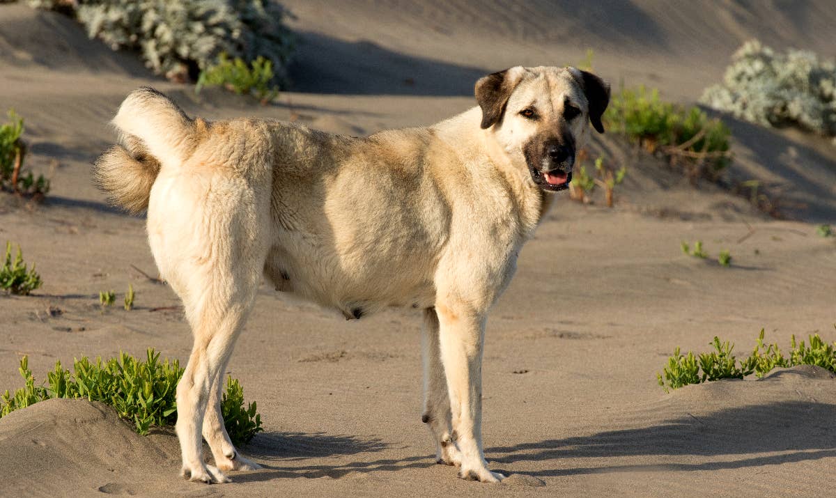 Anatolian Shepherd