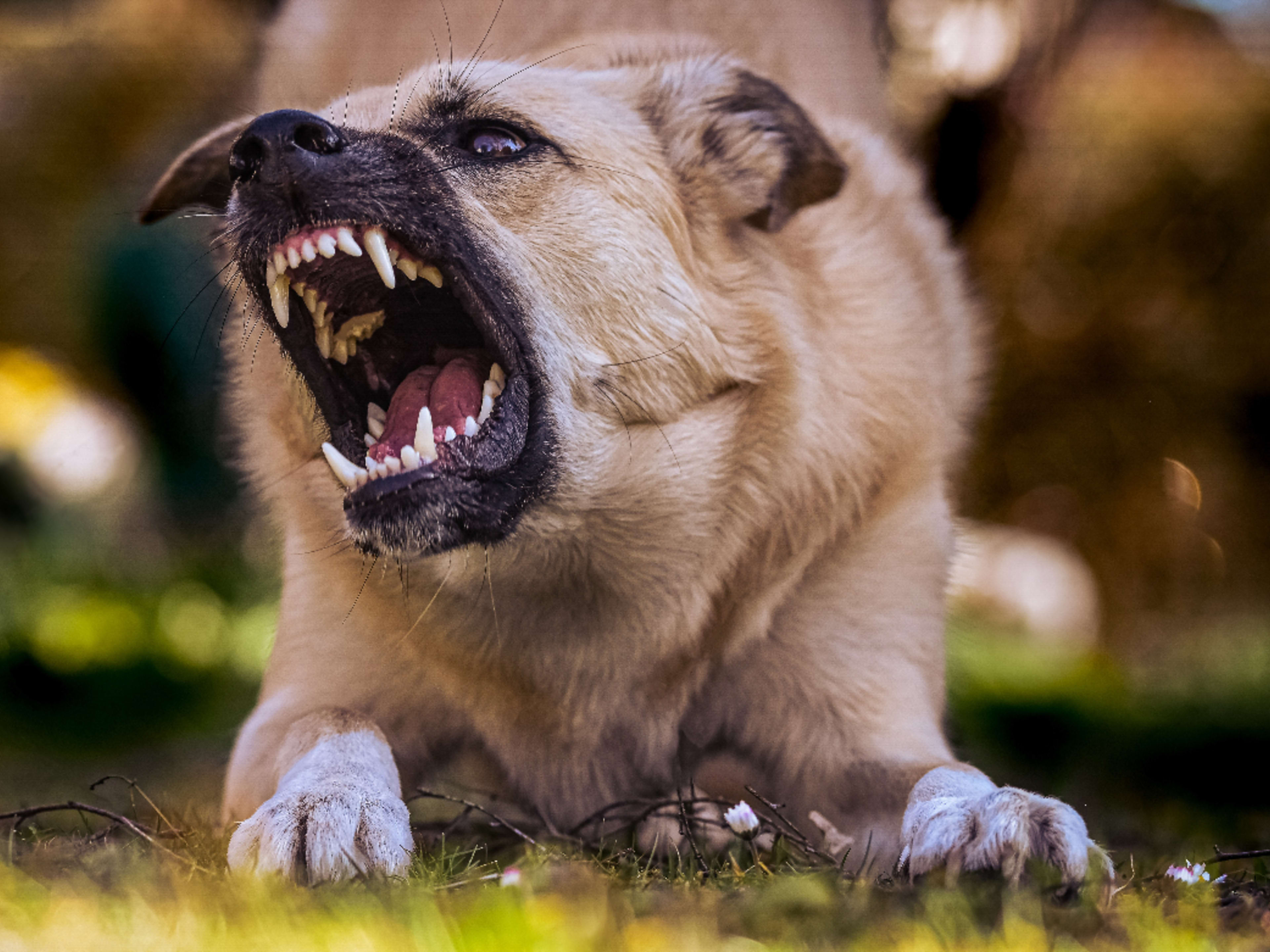 Surrendering an Aggressive Dog: Alternatives & Last Resorts - PetHelpful