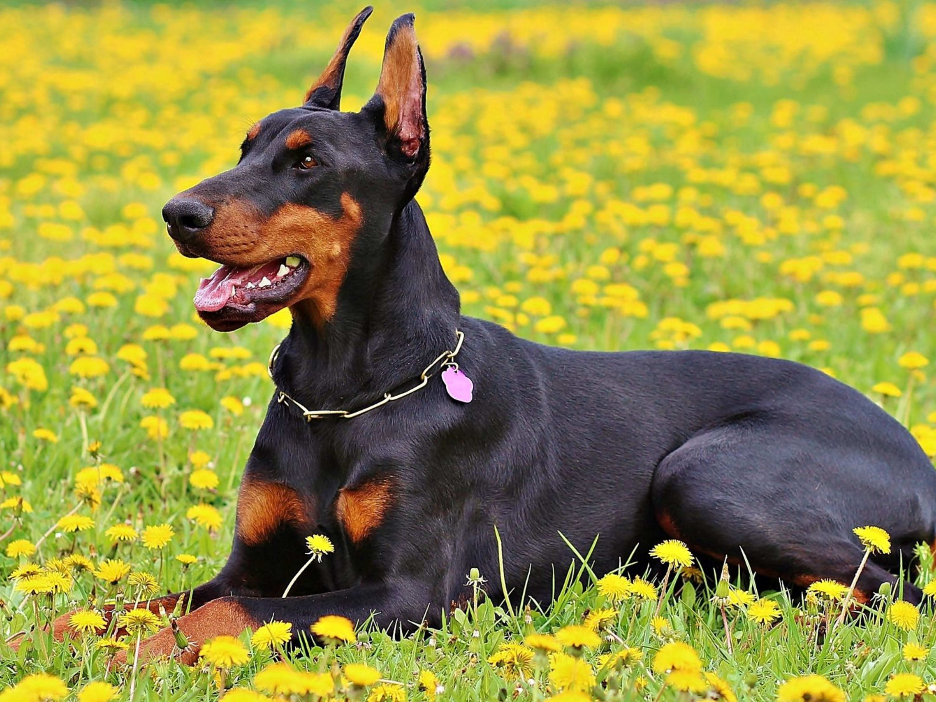 Doberman Pinscher: The Noble and Powerful Protector Dog Breed