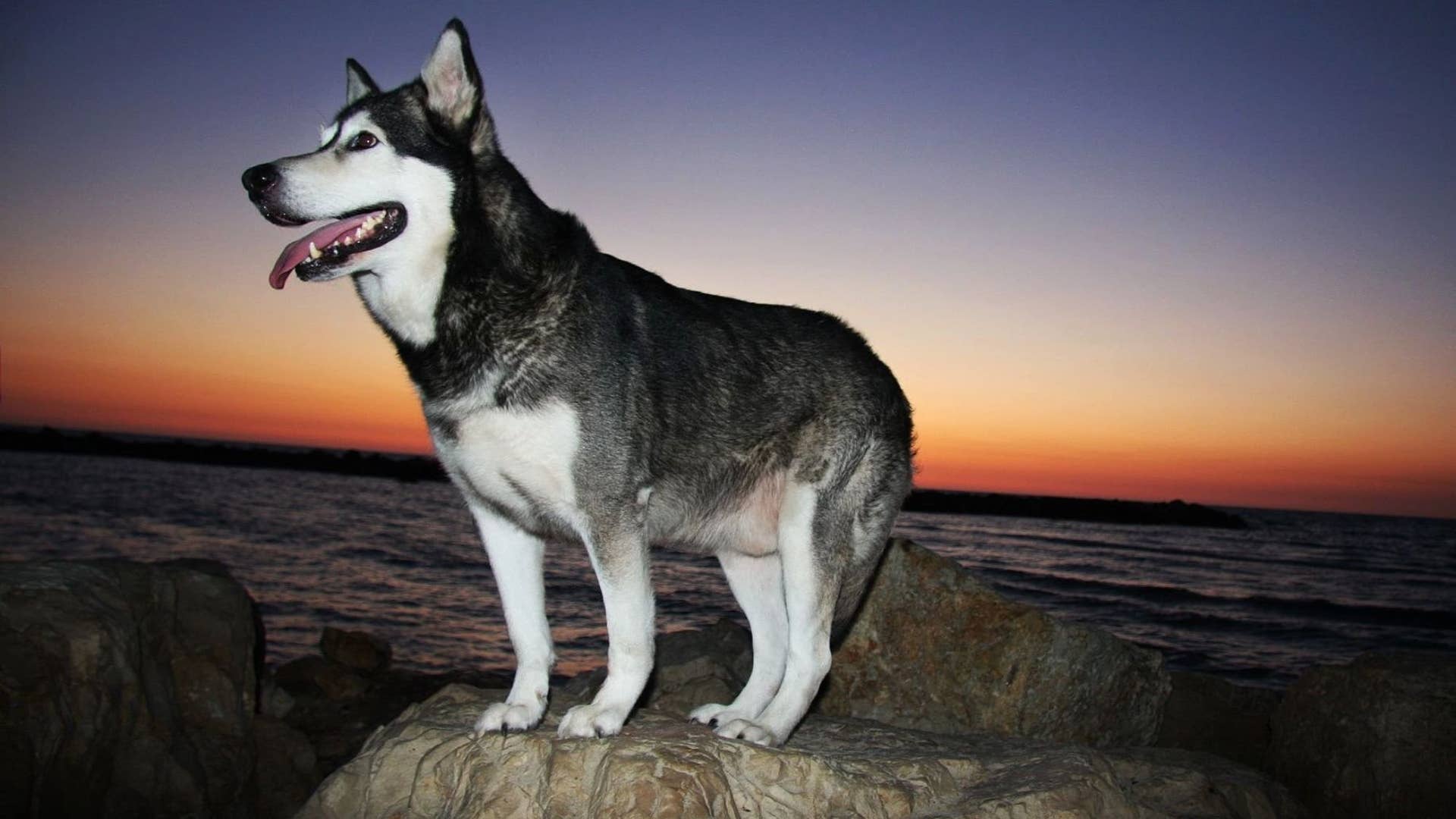 Alaskan Malamute: A Complete Guide to the Majestic Northern Breed ...