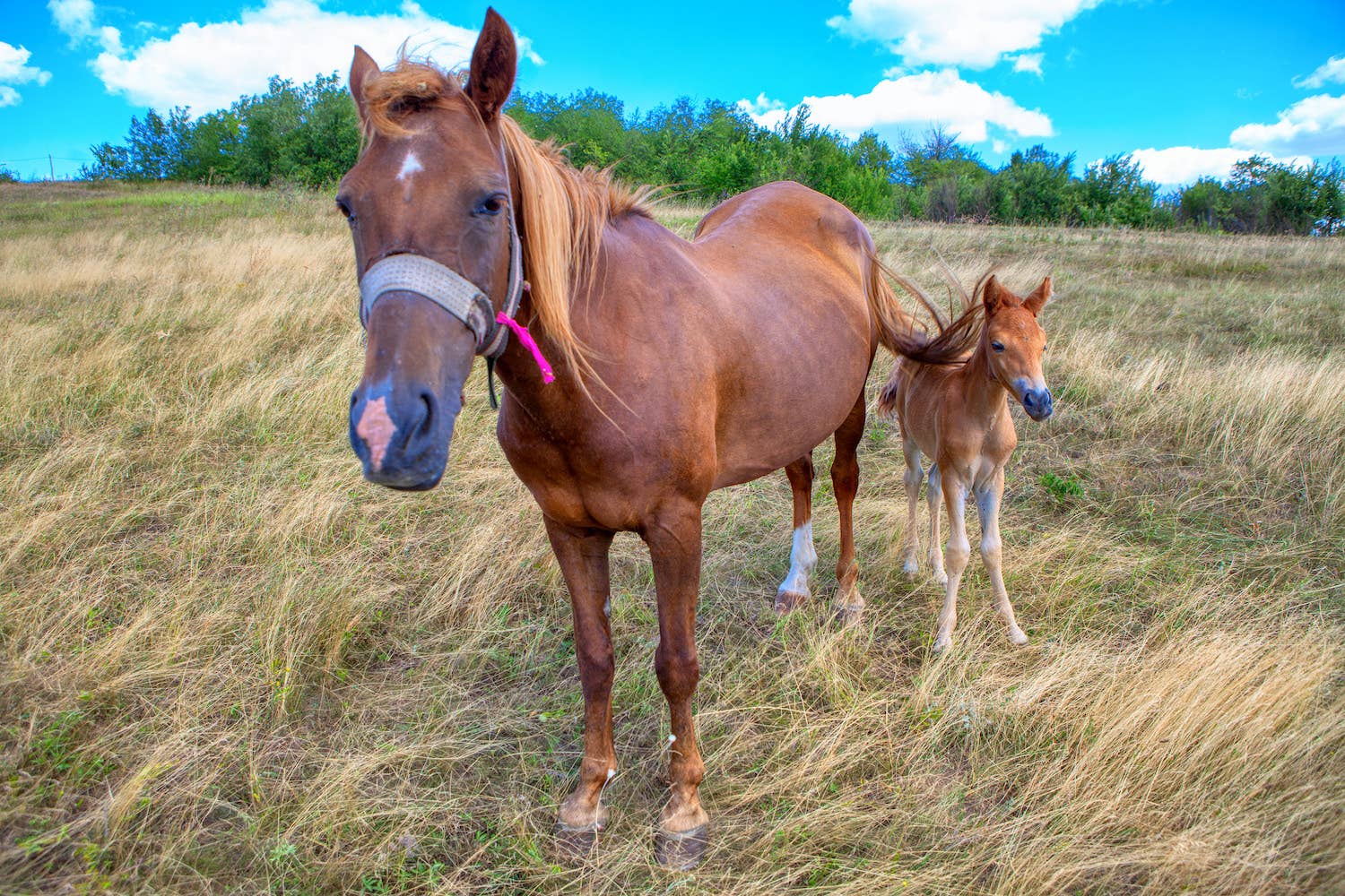 Foal