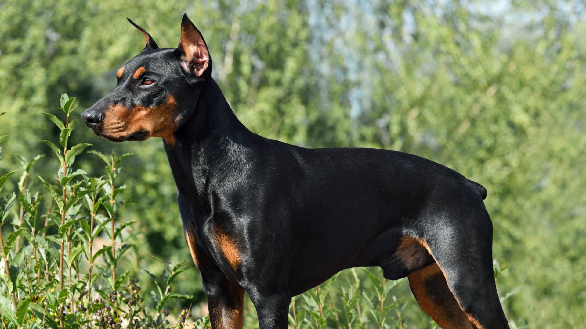 The German Pinscher: A Comprehensive Guide to This High-Energy Breed