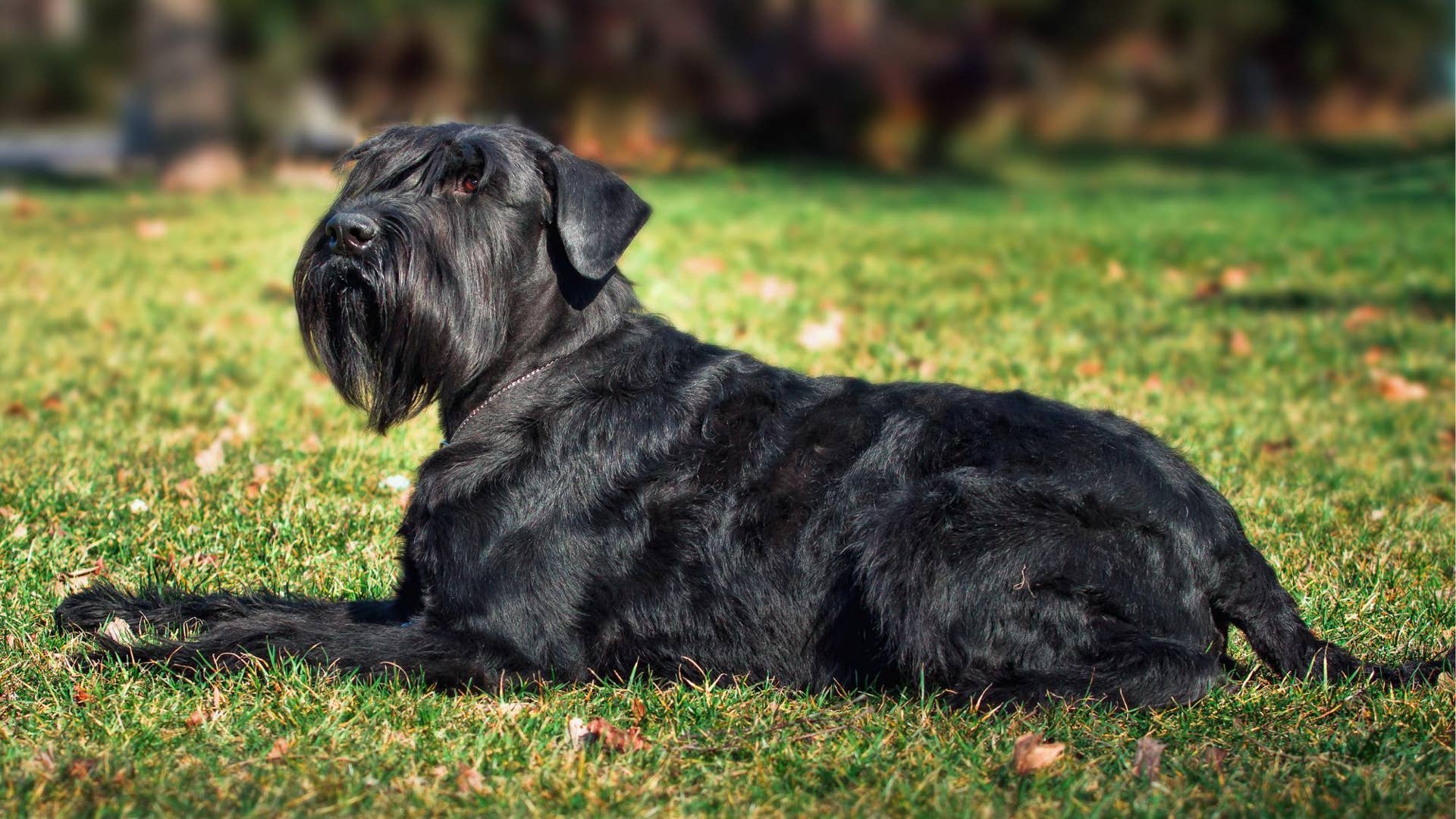 Exploring the Giant Schnauzer: Understanding Their Origins ...
