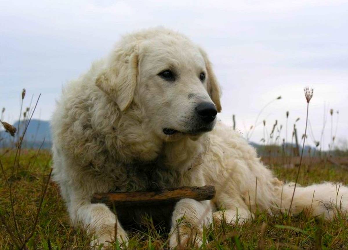 Kuvasz: The Majestic Guardian Dog Breed From Hungary - PetHelpful