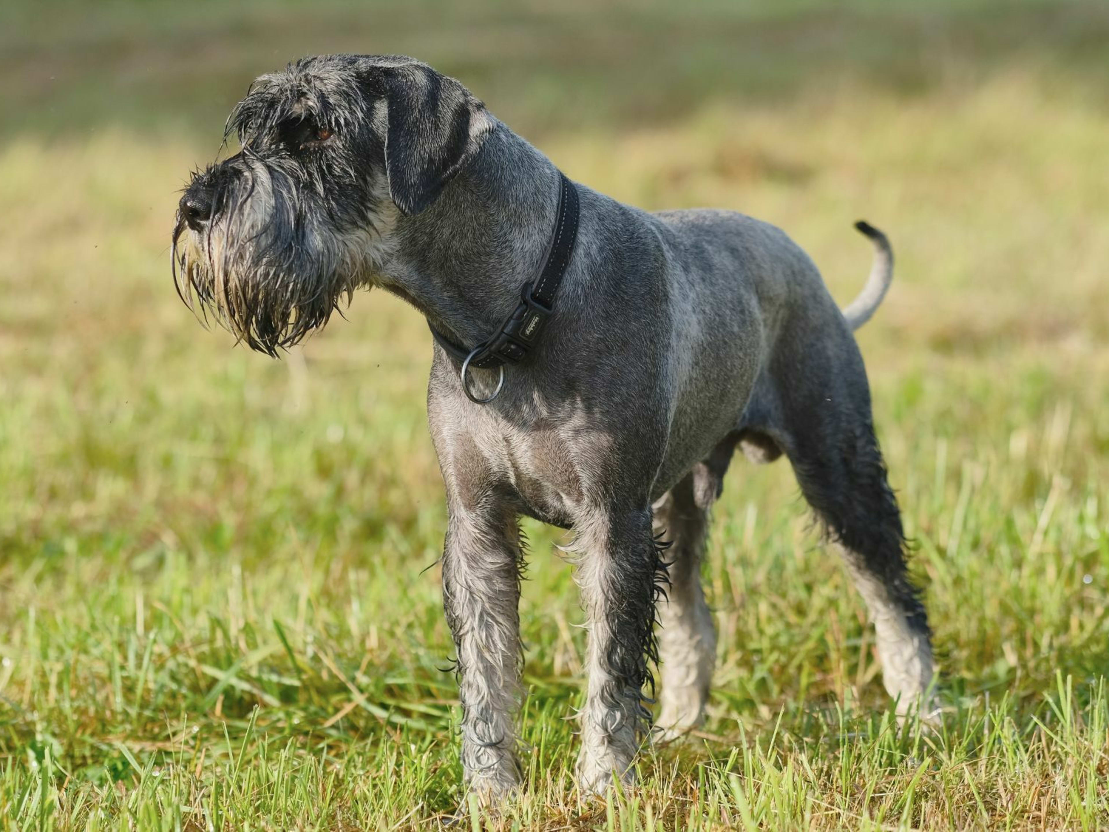 Standard Schnauzer Size Comparison