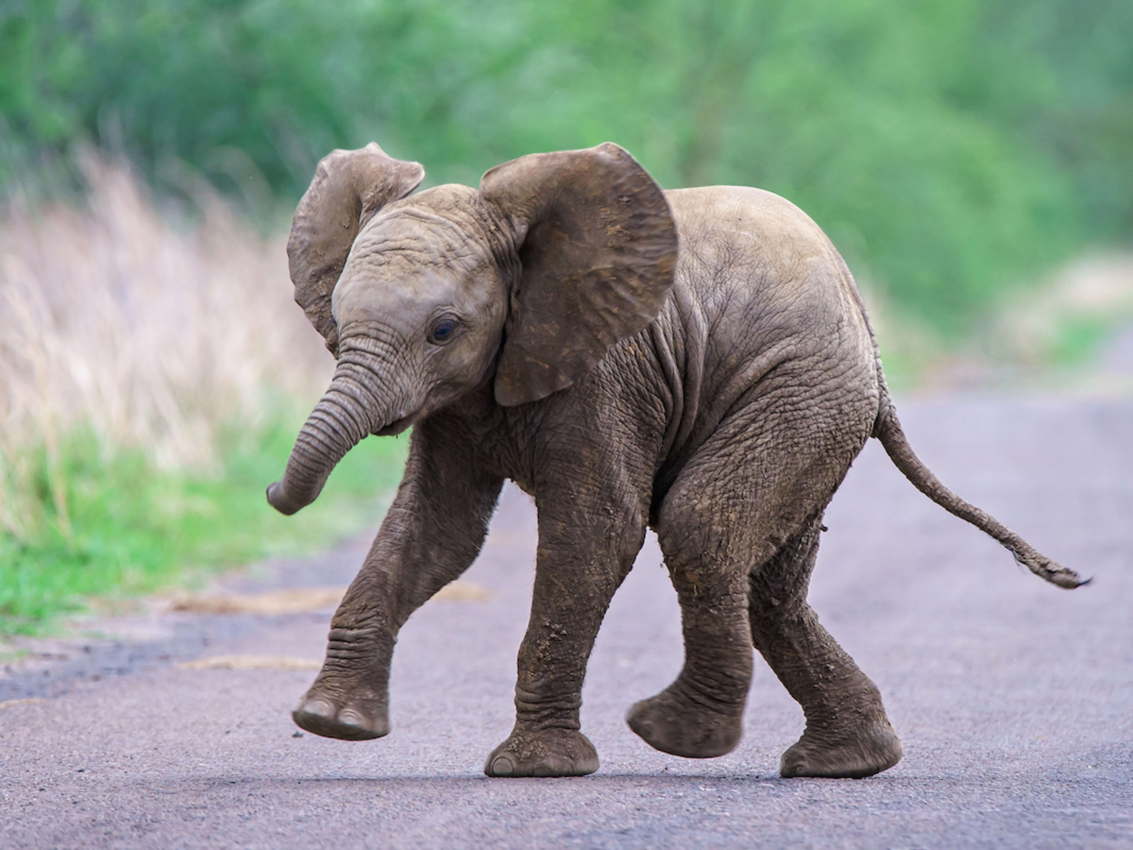 Adorable Baby Elephant 'Asking' for Piggy-Back Ride Is Too Cute to ...