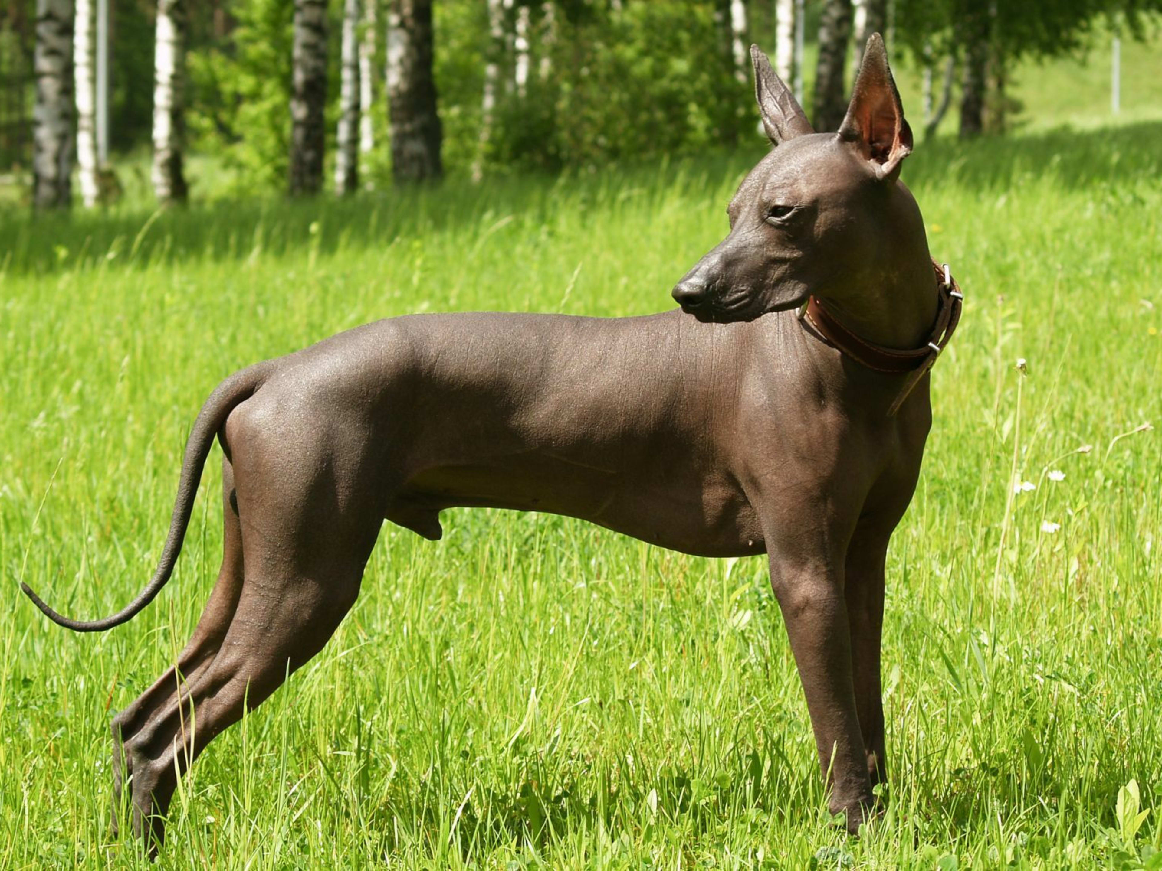 Xoloitzcuintli Names The Comprehensive Guide To Xoloitzcuintli: