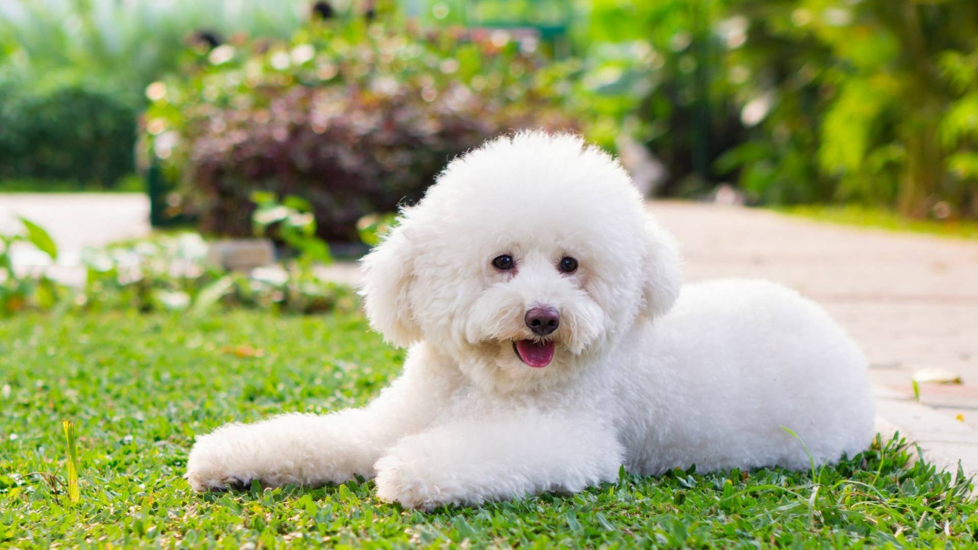 The Super Smart Toy Poodle: A Small Dog With a Big Personality