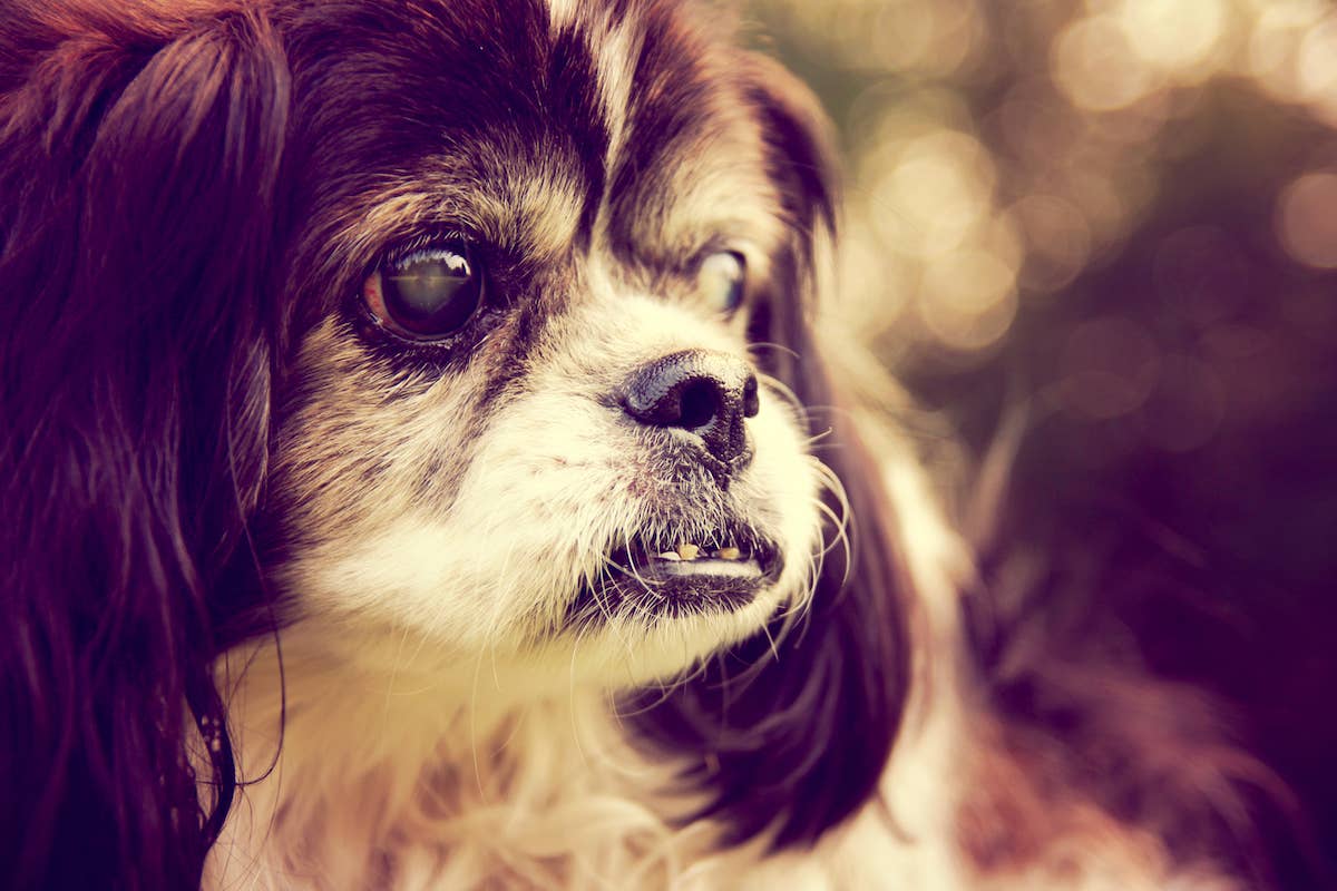 Shih-Tzu