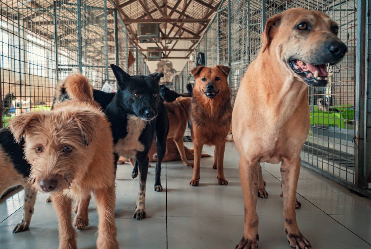 Video of Dogs Being Rescued From San Diego Plane Crash Site Is Breaking ...