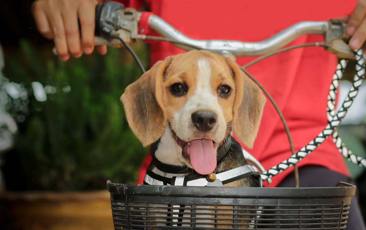 Beagle Puppy Looks So Much Like Snoopy, He Almost Looks Animated ...