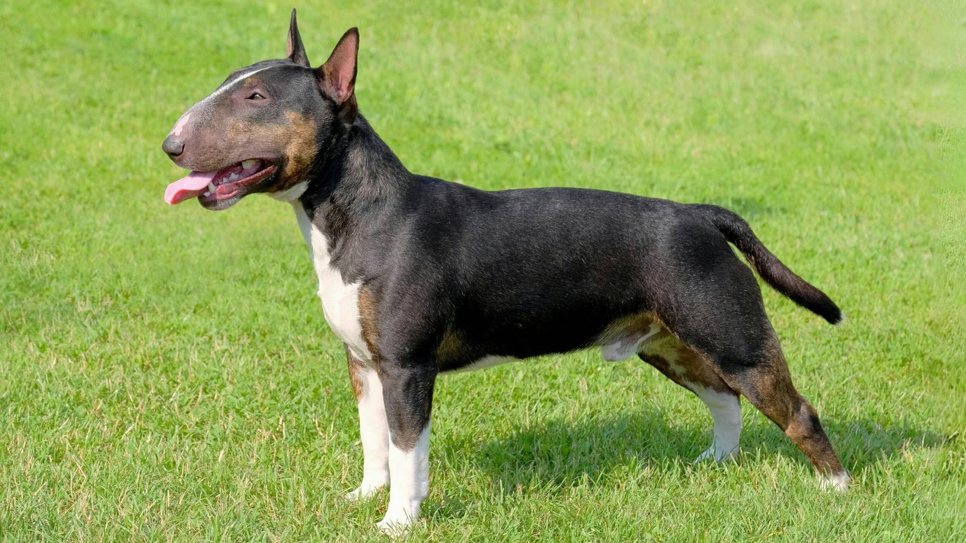 Miniature Bull Terrier: A Compact Companion With a Big Personality