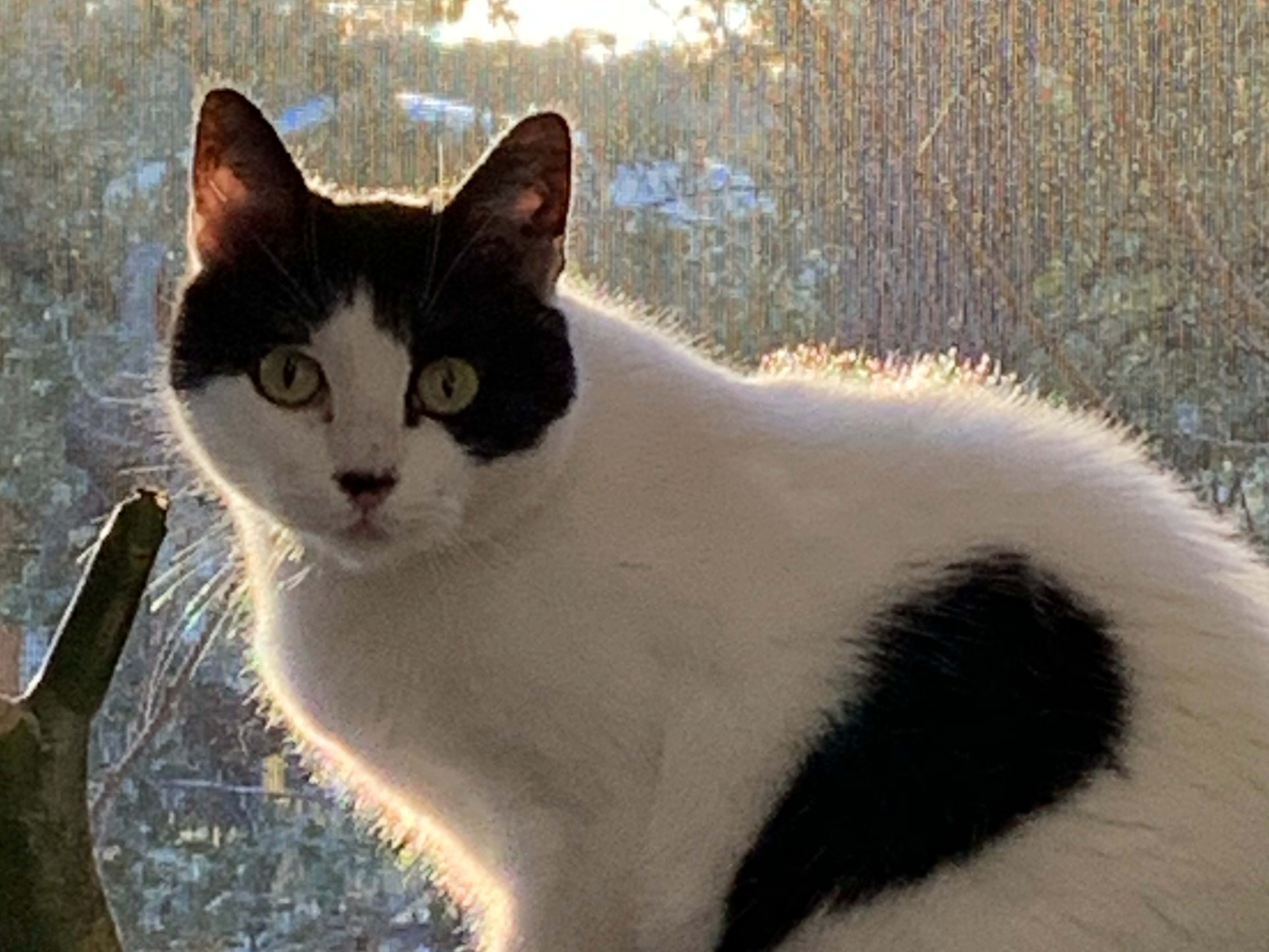 How to Take Care of a Cat With Pancreatitis at Home - PetHelpful