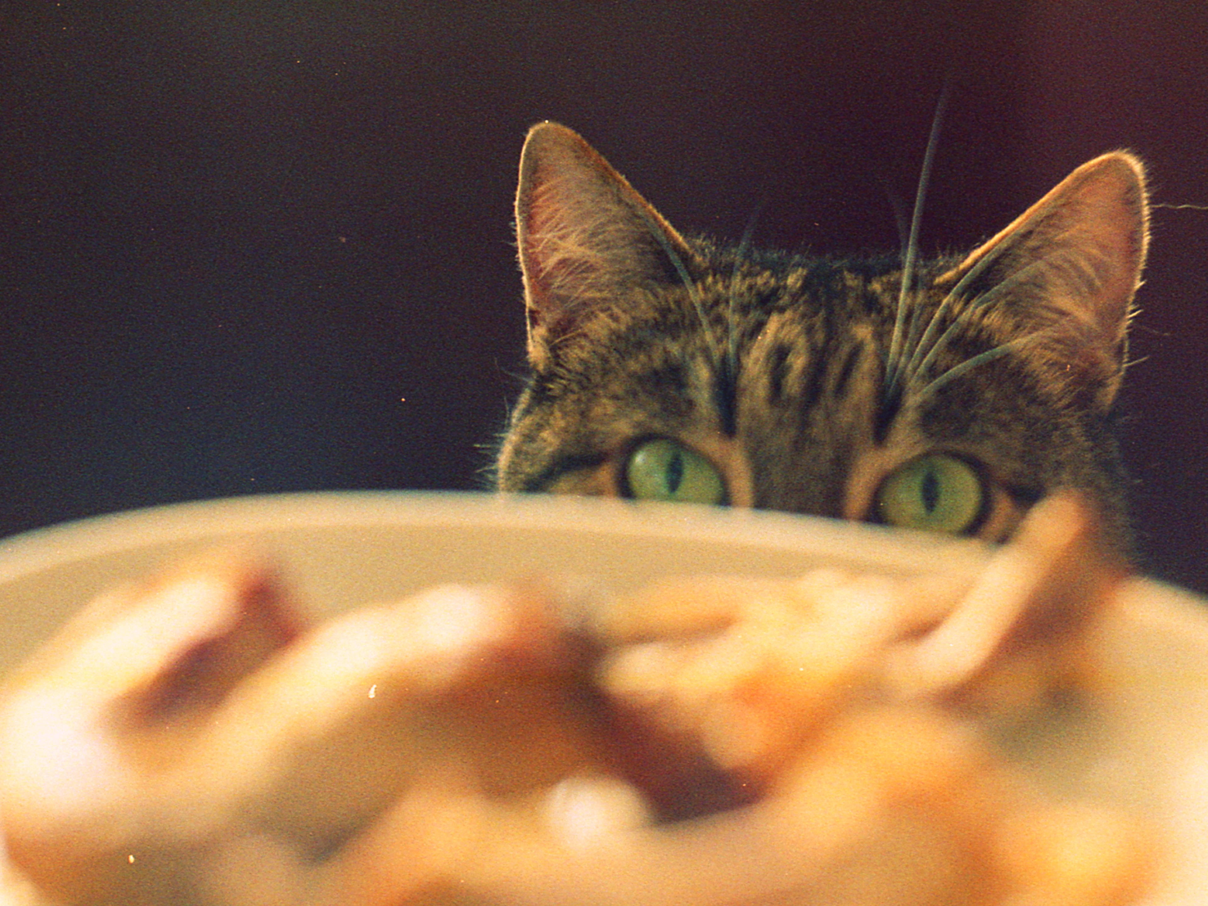 Best Diet for Dogs with Pancreatitis, According to an Expert Vet ...