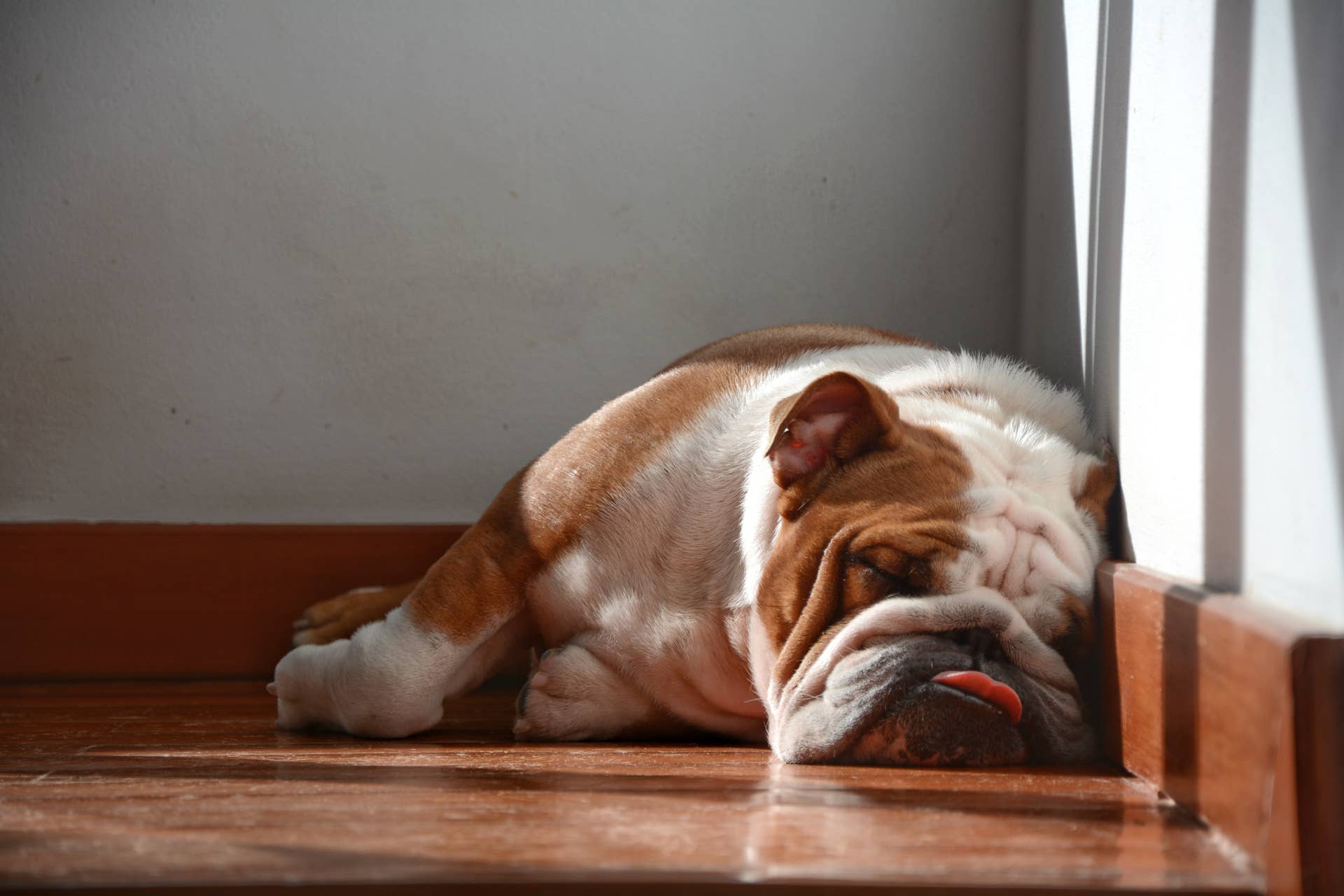 Lazy Dogs
