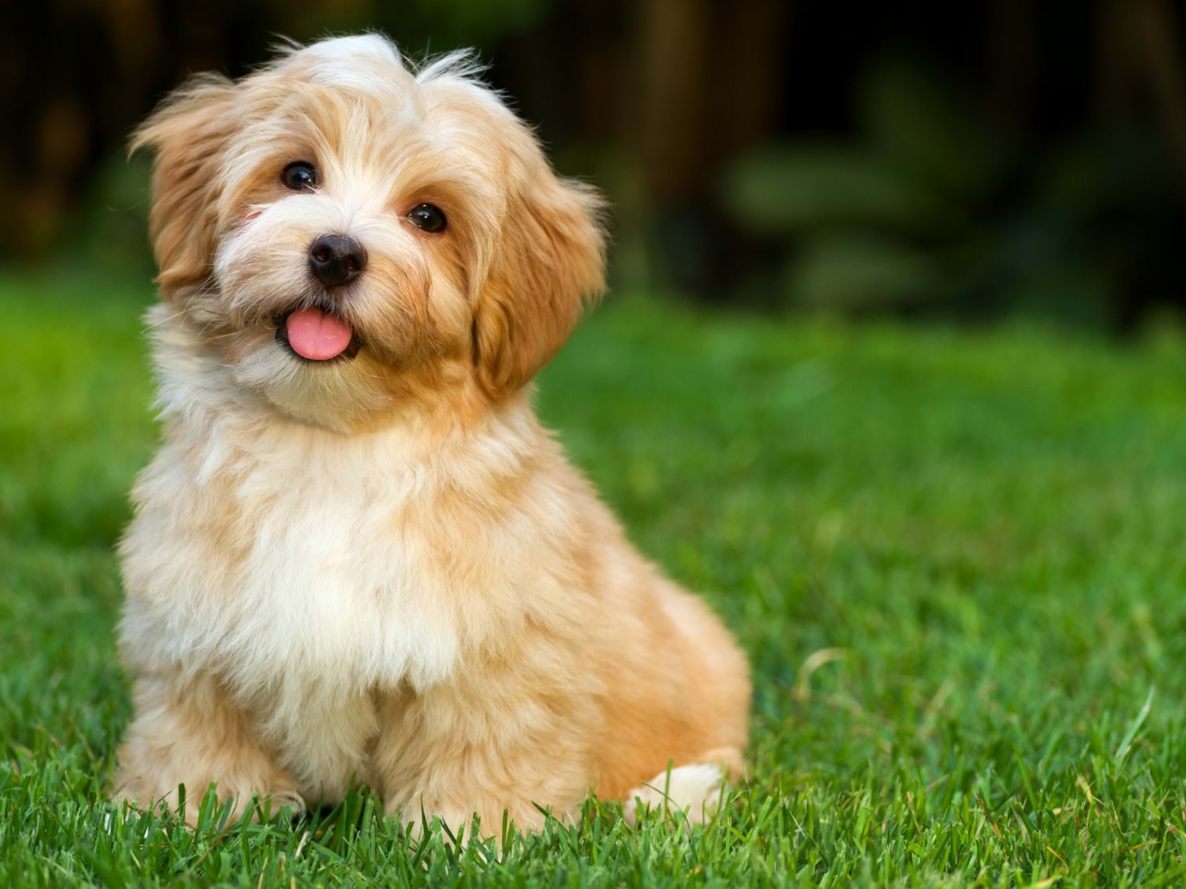 The Havanese: A Guide to This Lively and Loving Breed - PetHelpful