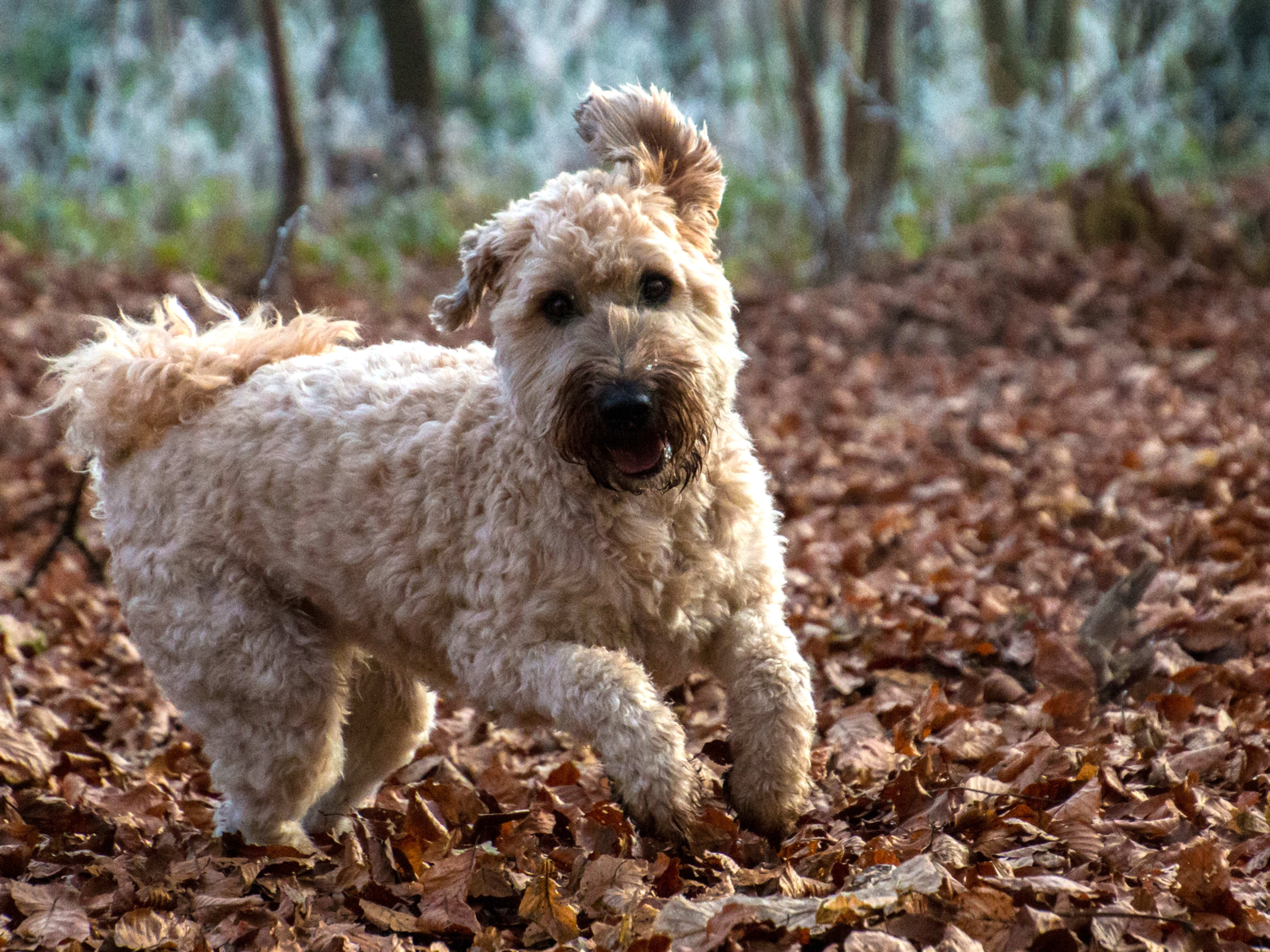 Soft Coated Wheaten Terrier: A Friendly and Devoted Irish Farm Dog