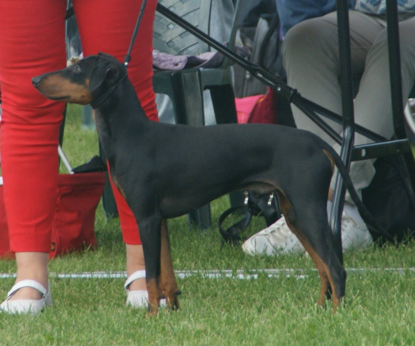 Meet the Manchester Terrier: Your Comprehensive Guide to This Energetic ...