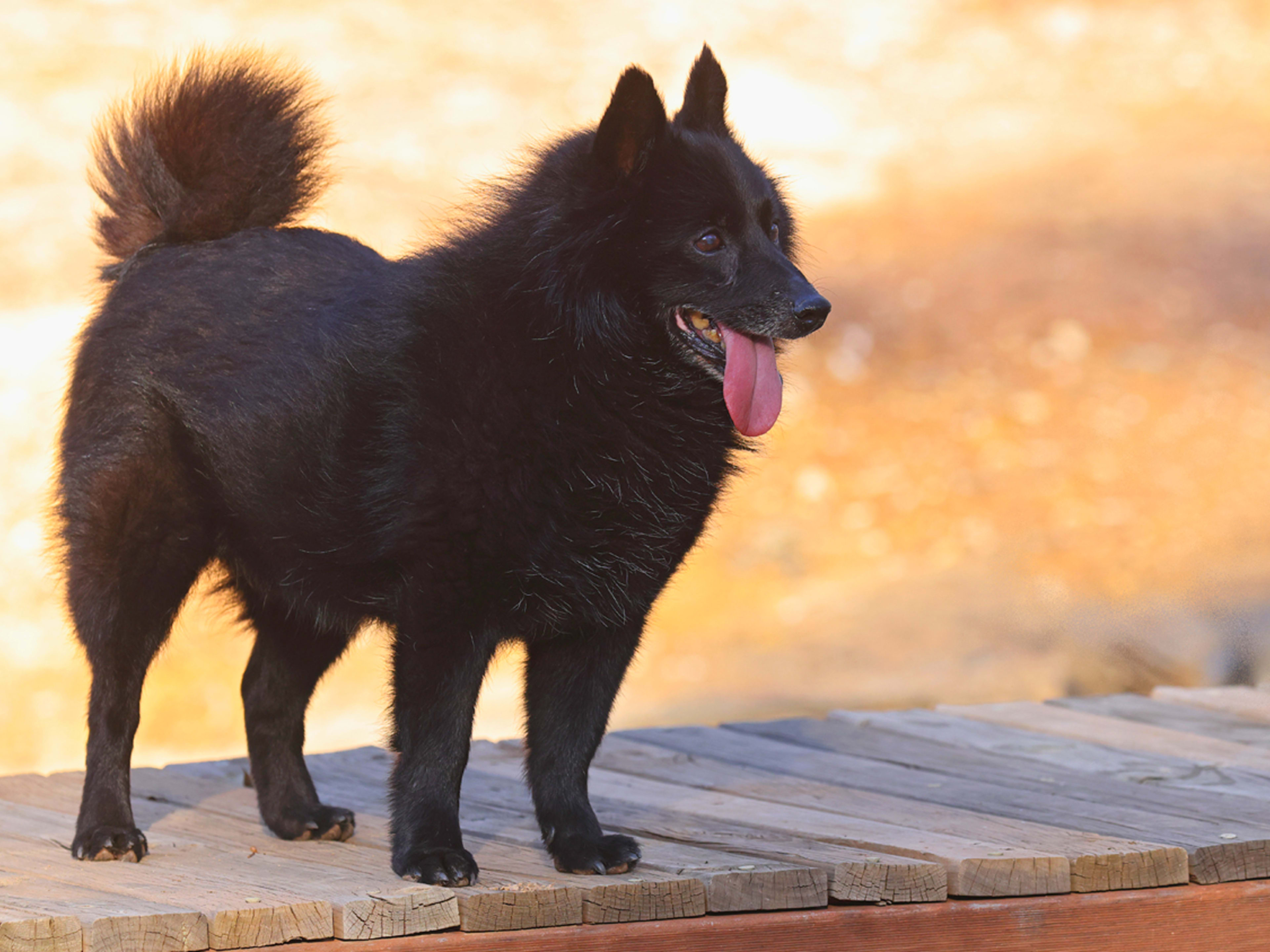 Schipperke: Small but Fearless